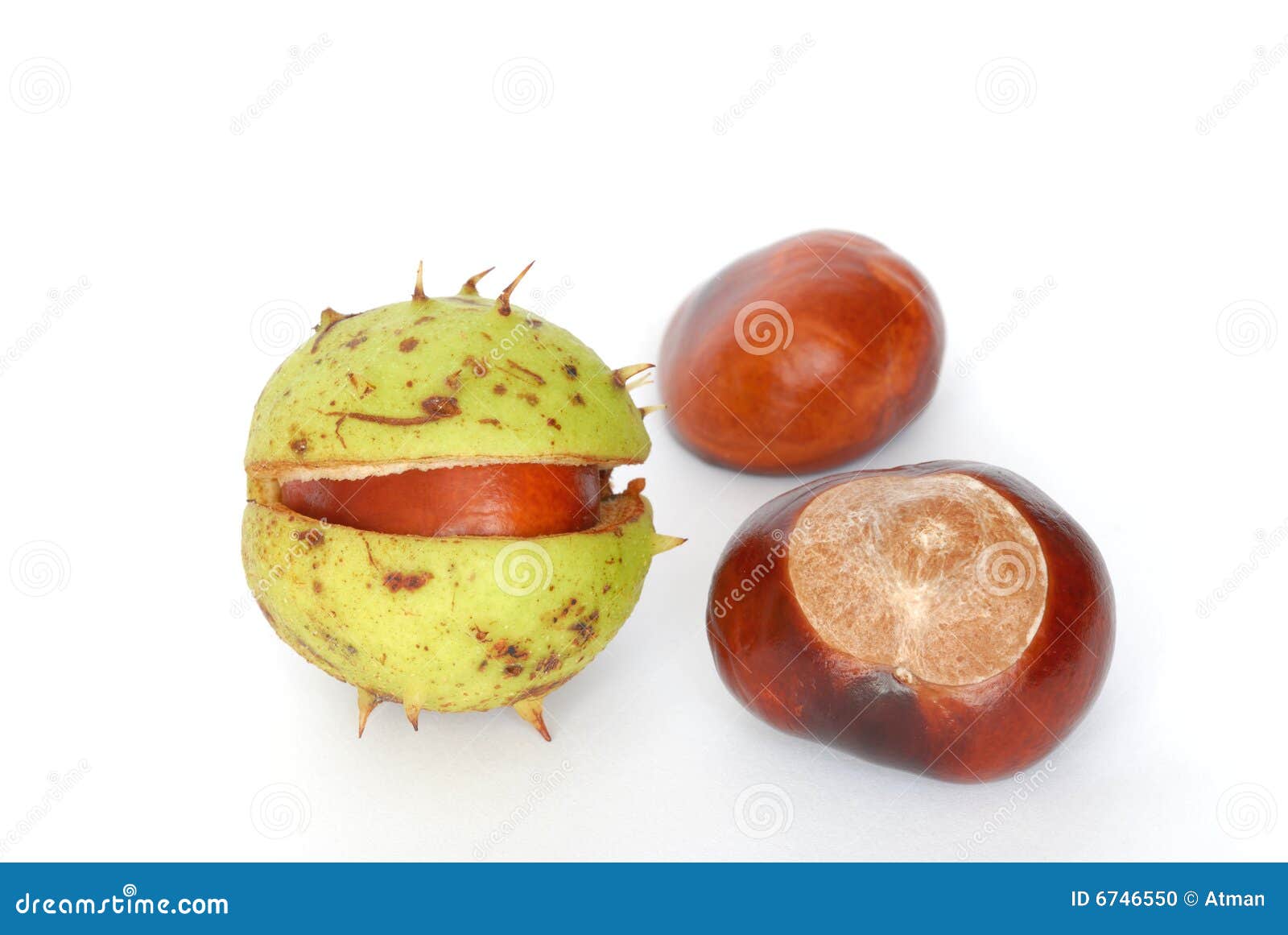 Horse-chestnuts stock photo. Image of september, background - 6746550