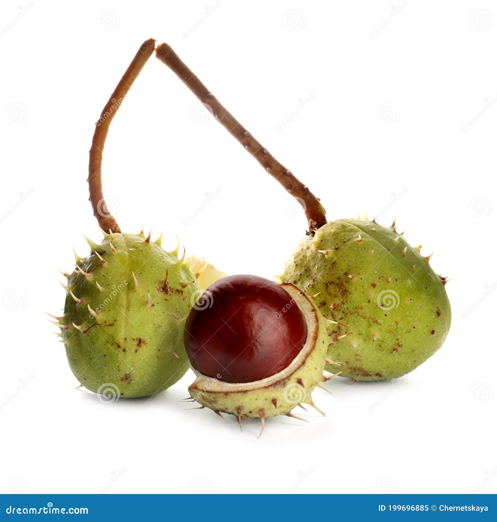Horse Chestnuts in Pods Isolated on White Stock Image - Image of ...