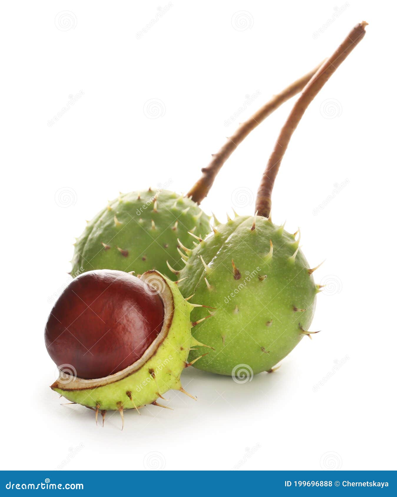 Horse Chestnuts in Pods Isolated on White Stock Photo - Image of ...