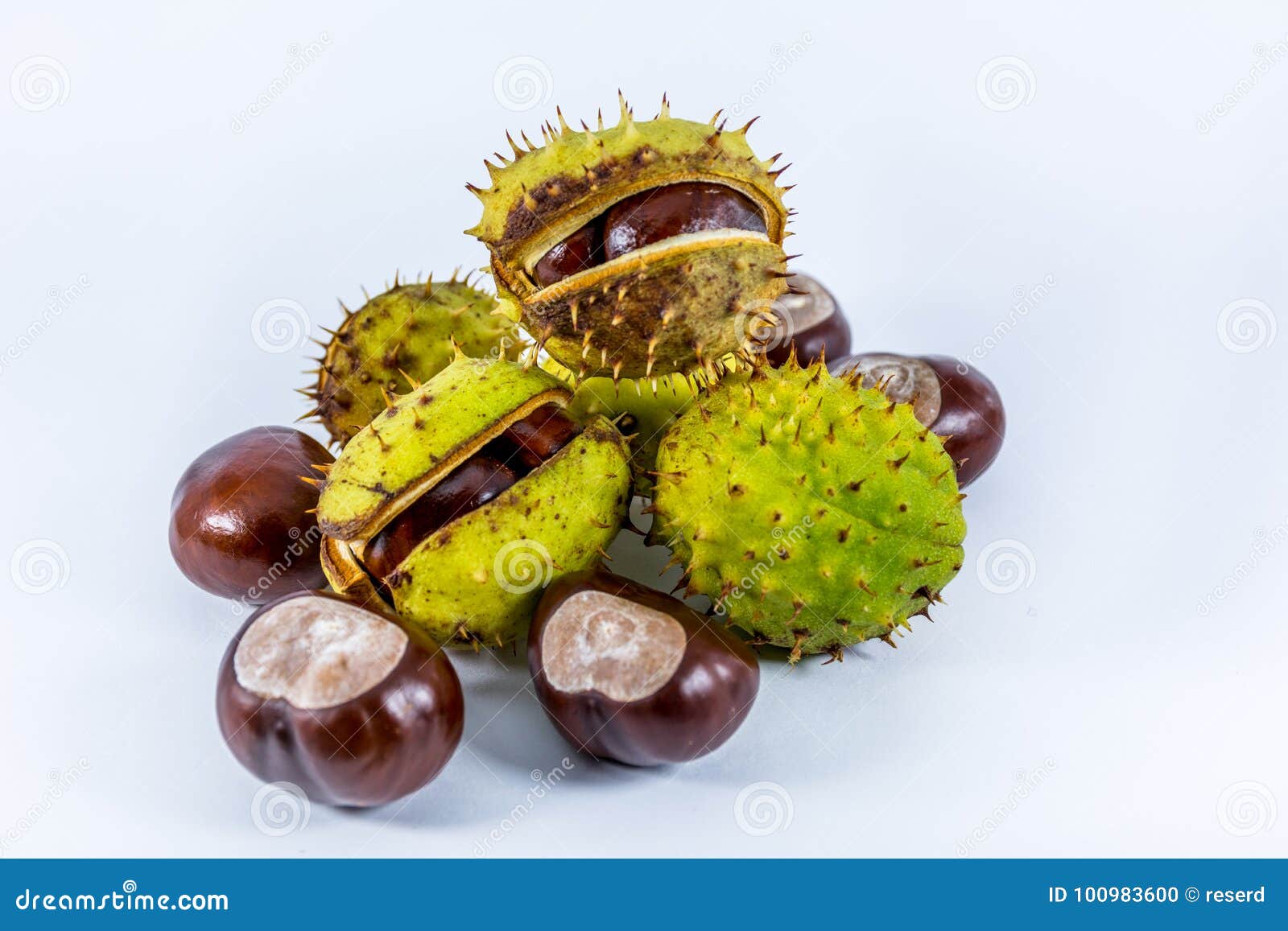 Horse chestnuts in shell stock photo. Image of plant - 100983600