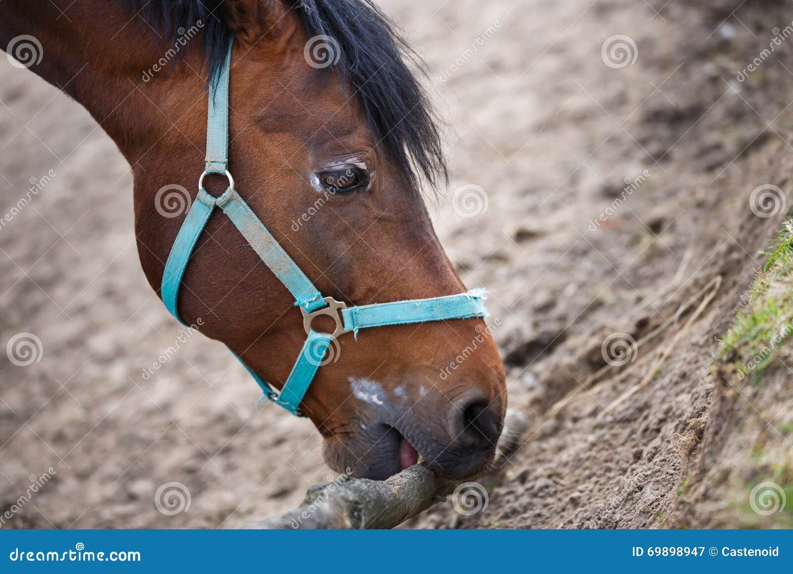 The horse chewing the bark stock image. Image of equipment - 69898947