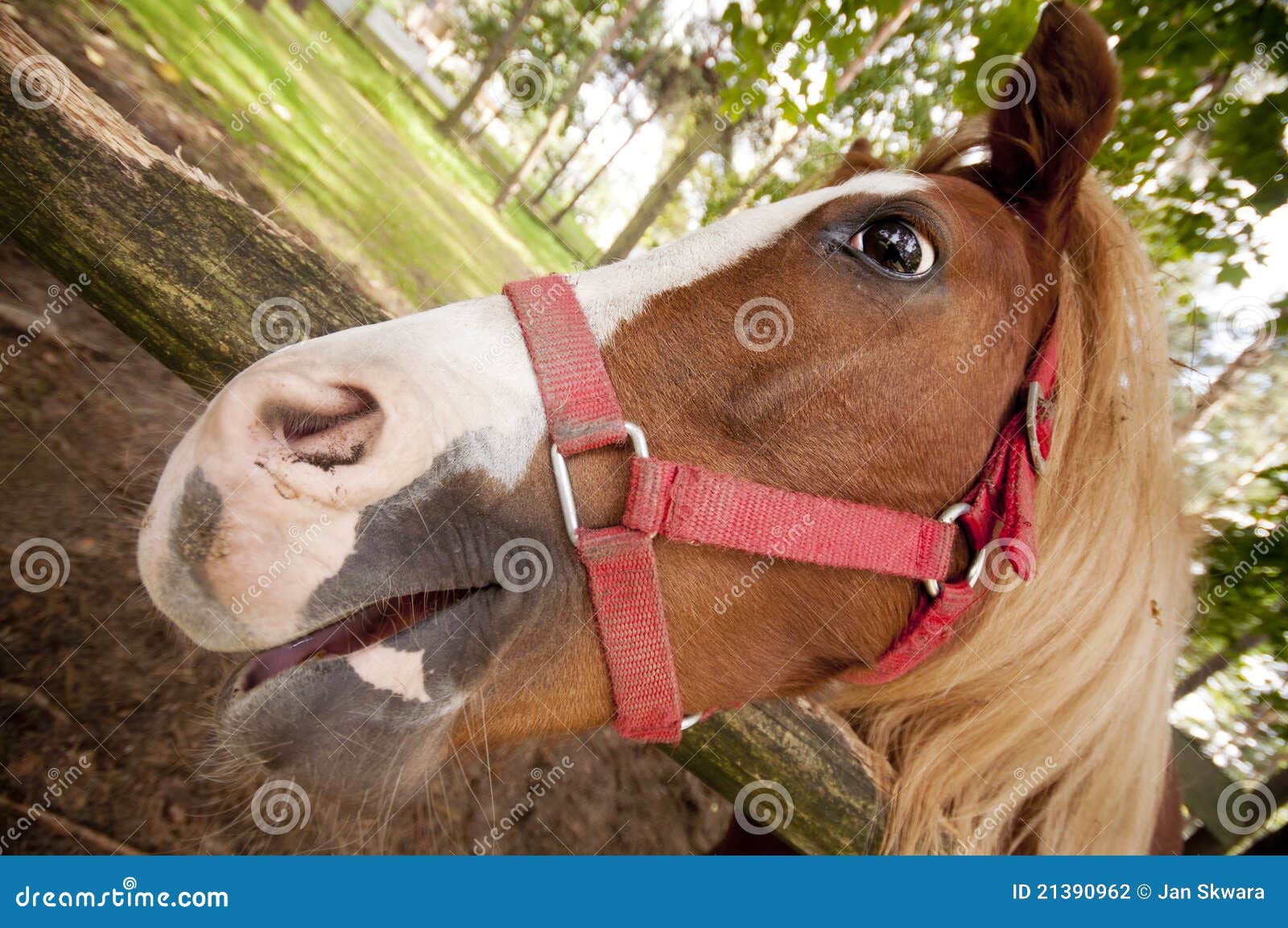 Horse close up stock photo. Image of farm, look, pony - 21390962