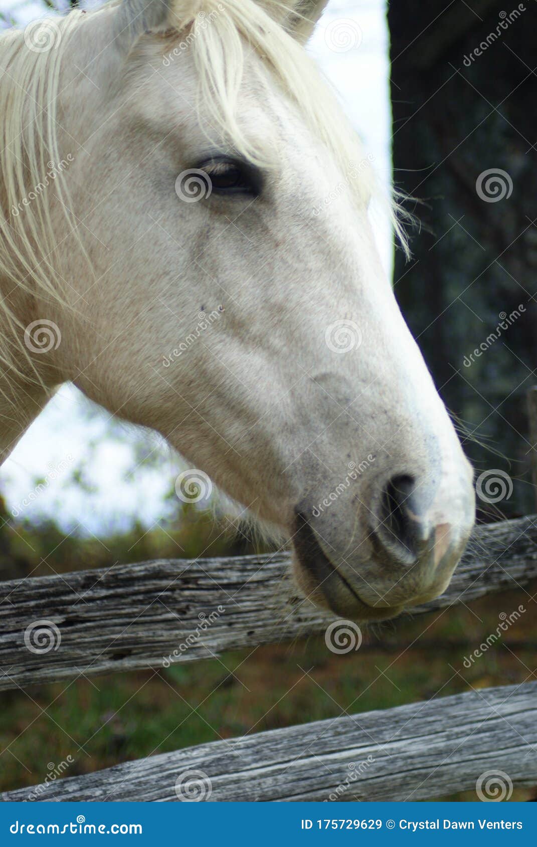 Horse stock image. Image of blue, neigh, feral, pony - 175729629