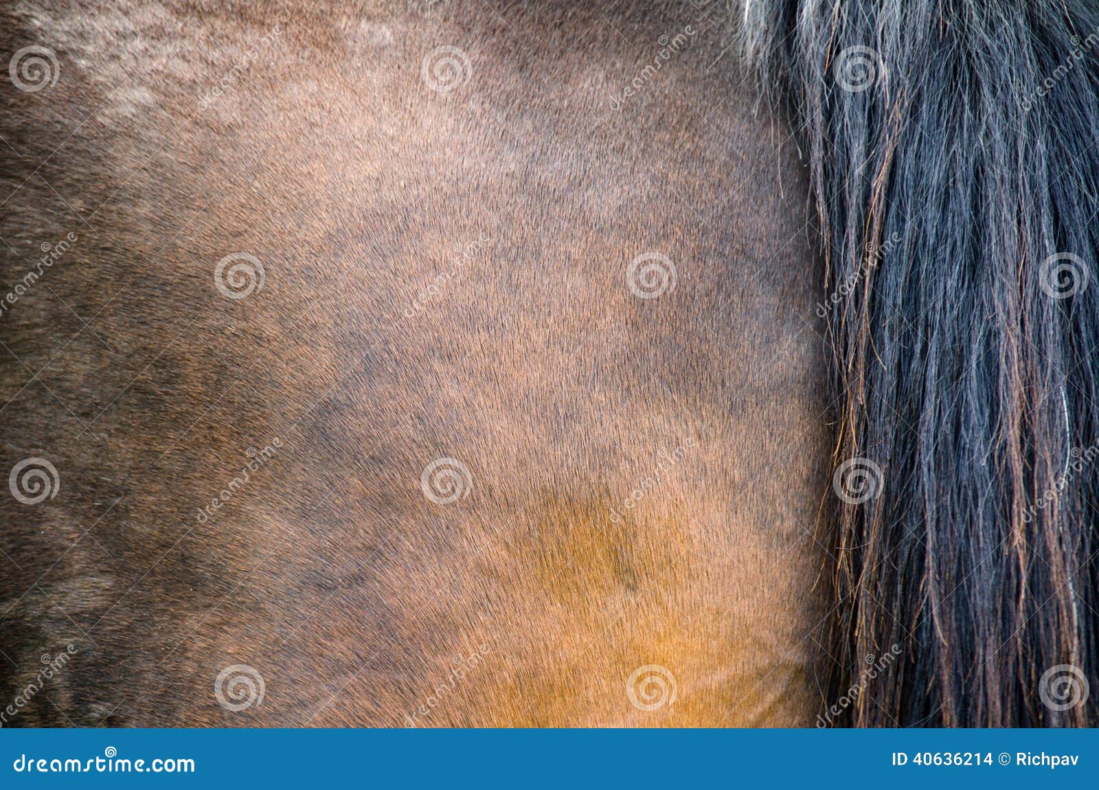 Horse coat texture stock photo. Image of fell, texture - 40636214