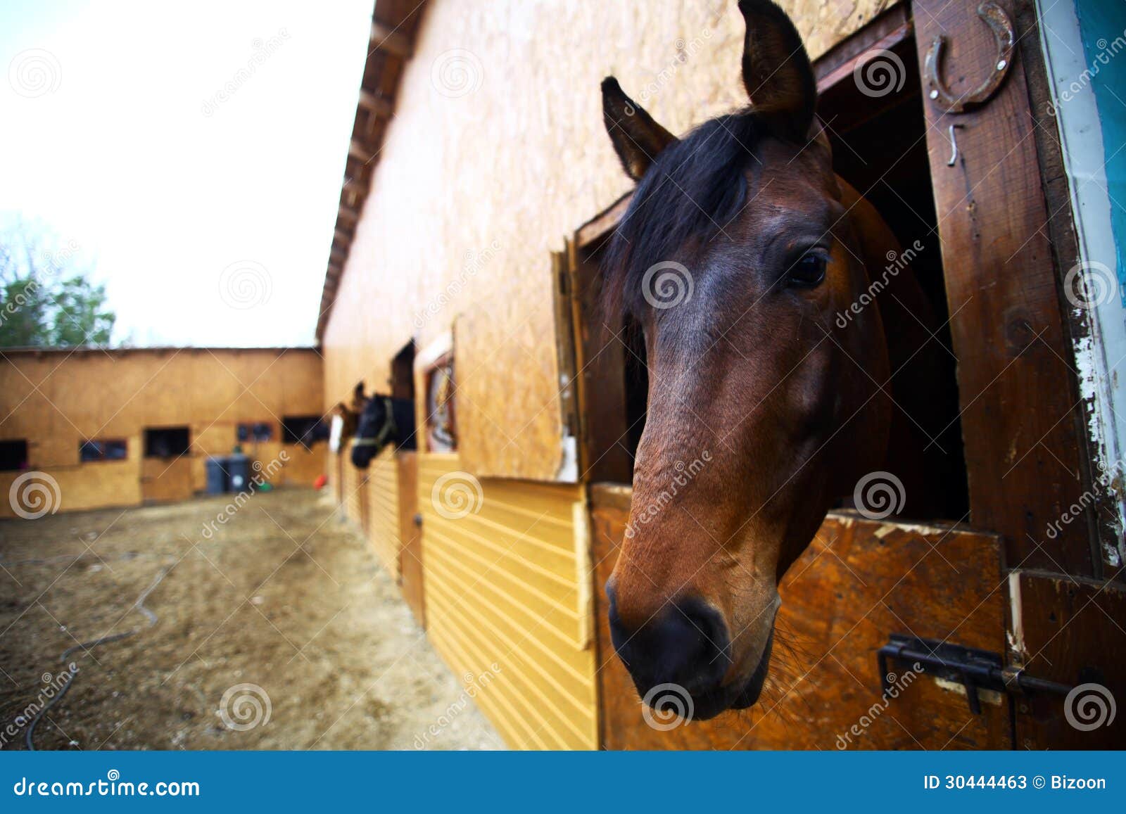 Horse stock image. Image of gallop, beauty, horseback - 30444463