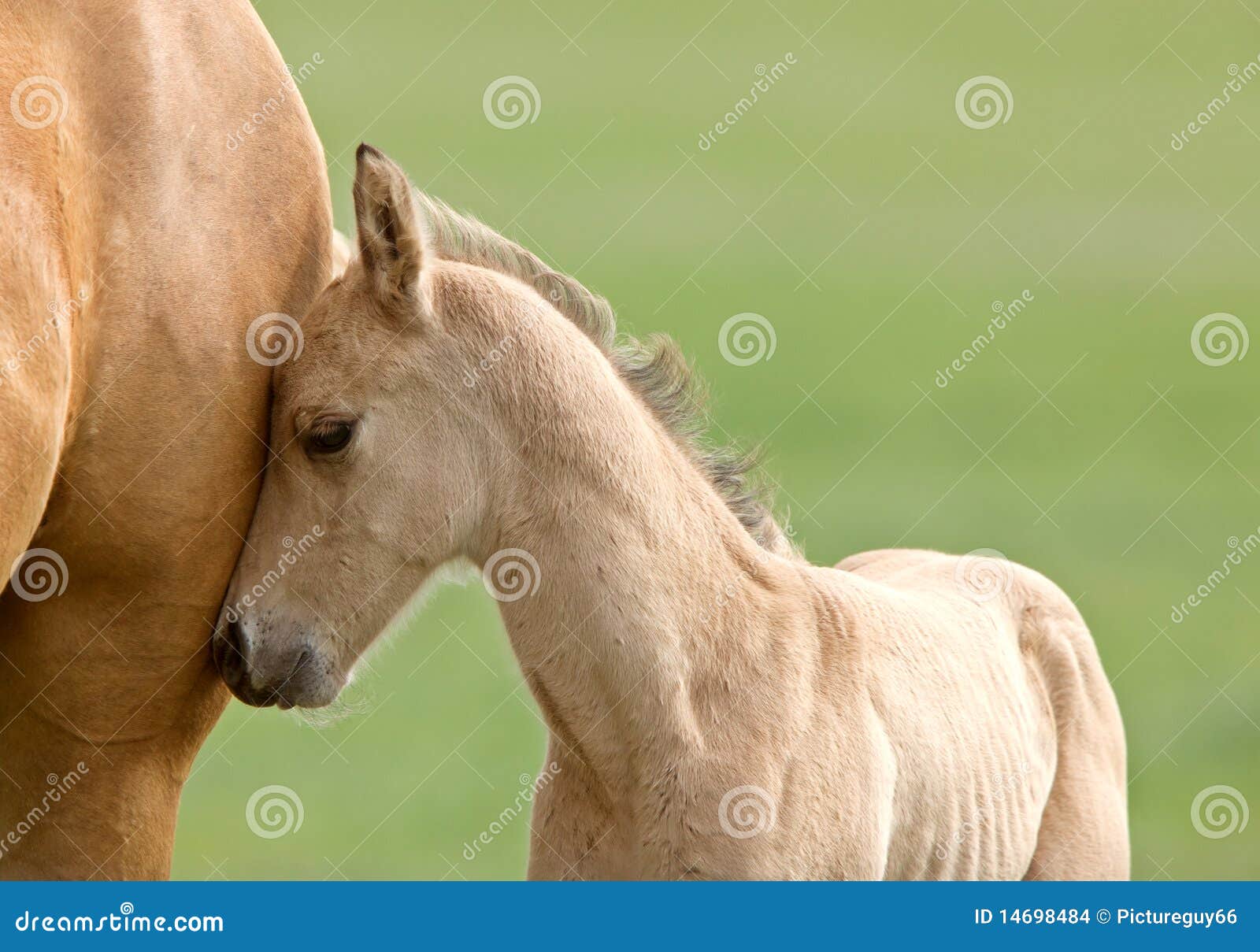 Horse And Colt Royalty-Free Stock Photography | CartoonDealer.com #51175025
