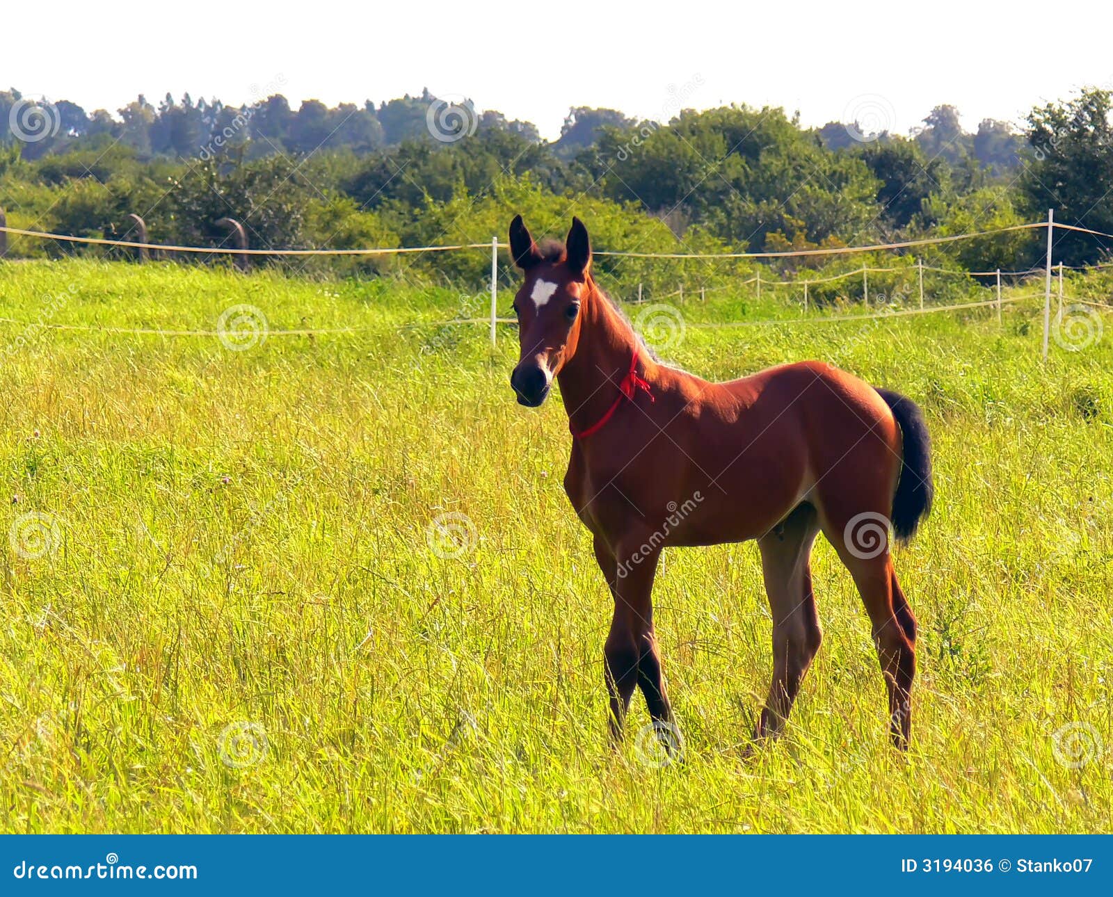 Horse - colt stock photo. Image of fence, brown, enclosure - 3194036