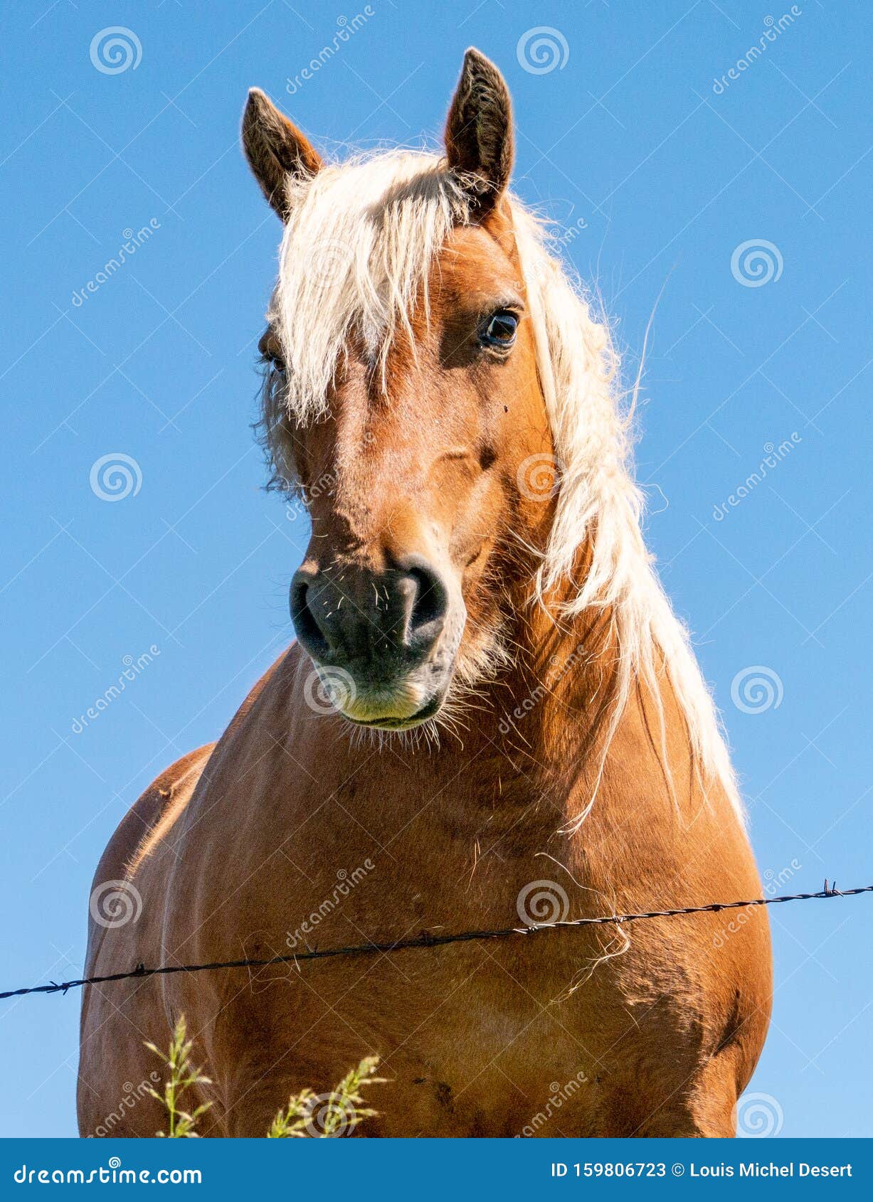 Horse of the Comtois breed stock image. Image of portrait - 159806723