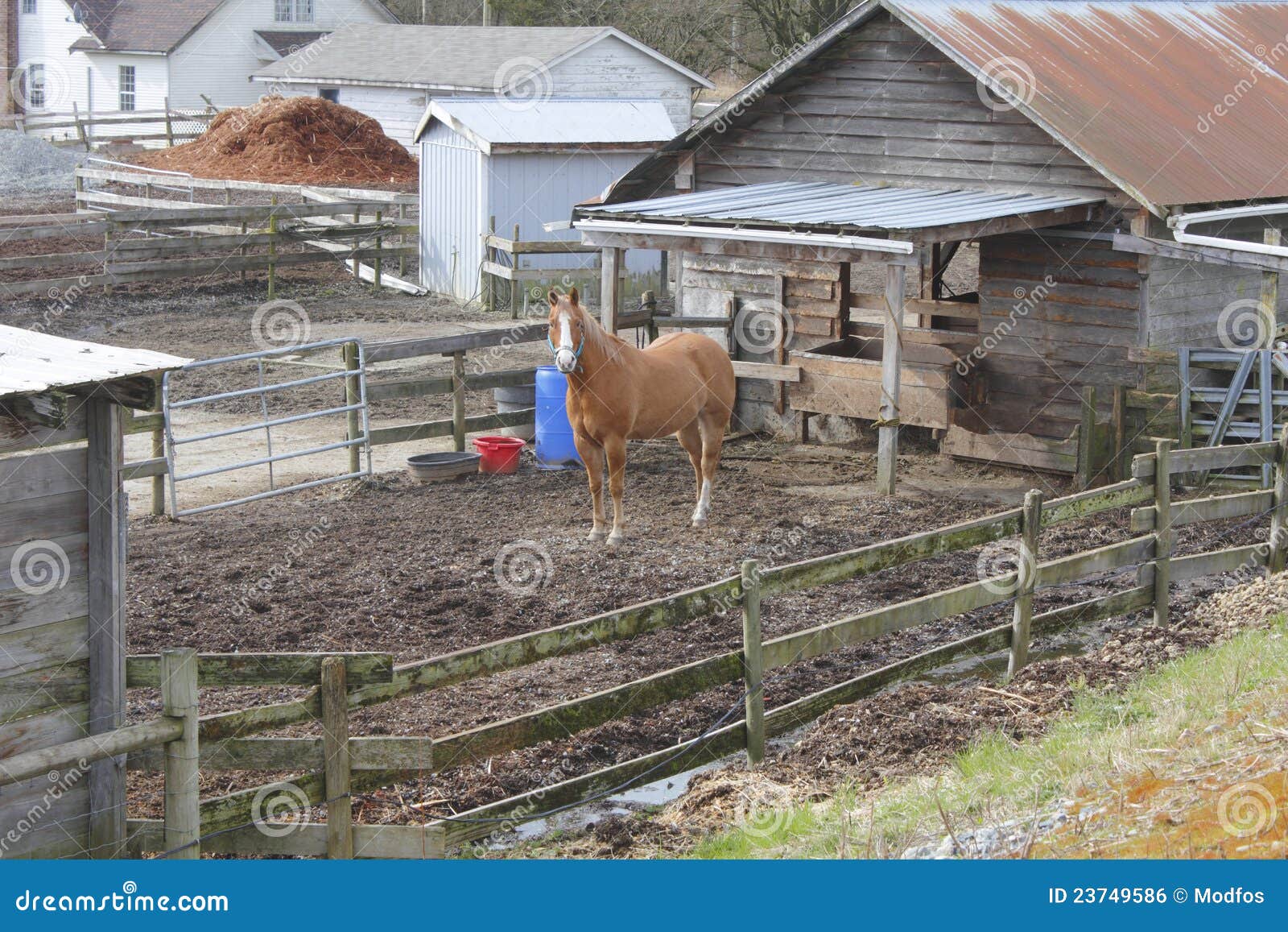 Horse in Corral stock photo. Image of corral, mature - 23749586