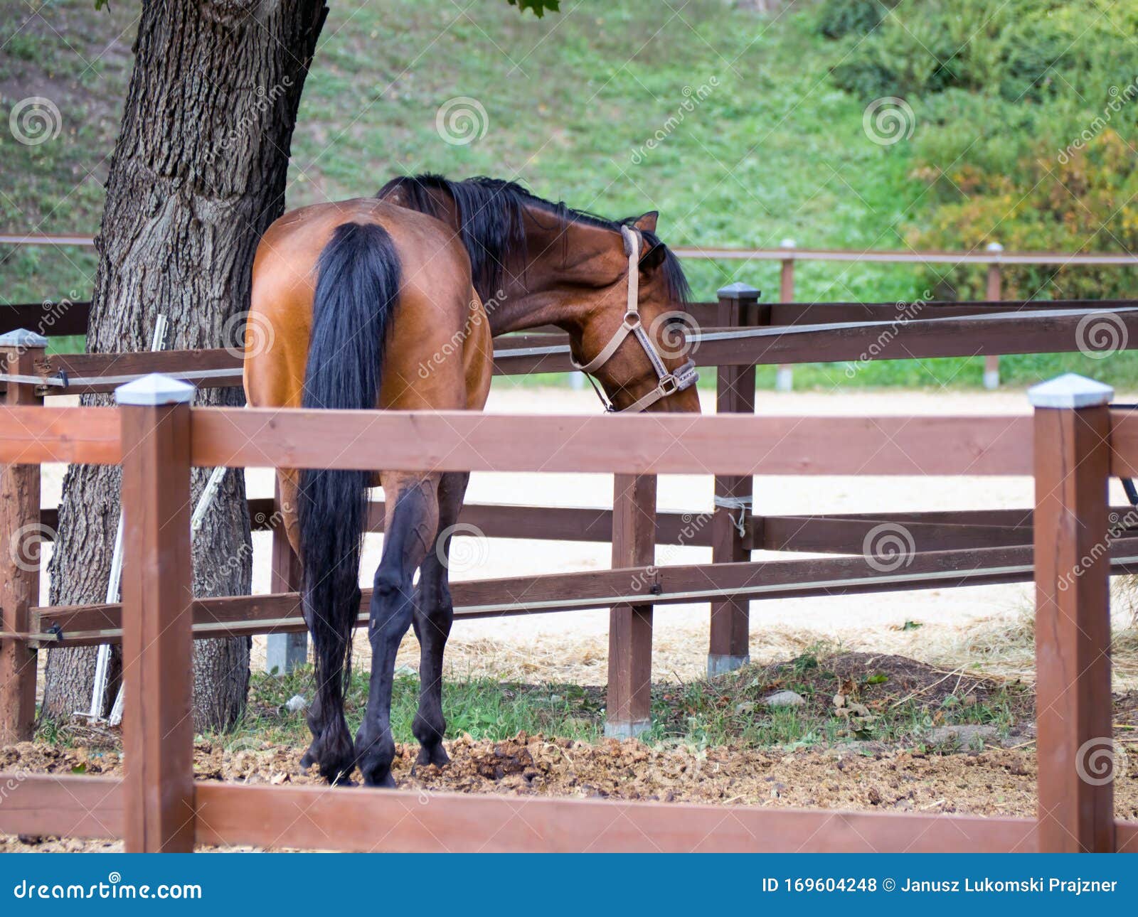Horse in corral stock photo. Image of corral, equestrian - 169604248