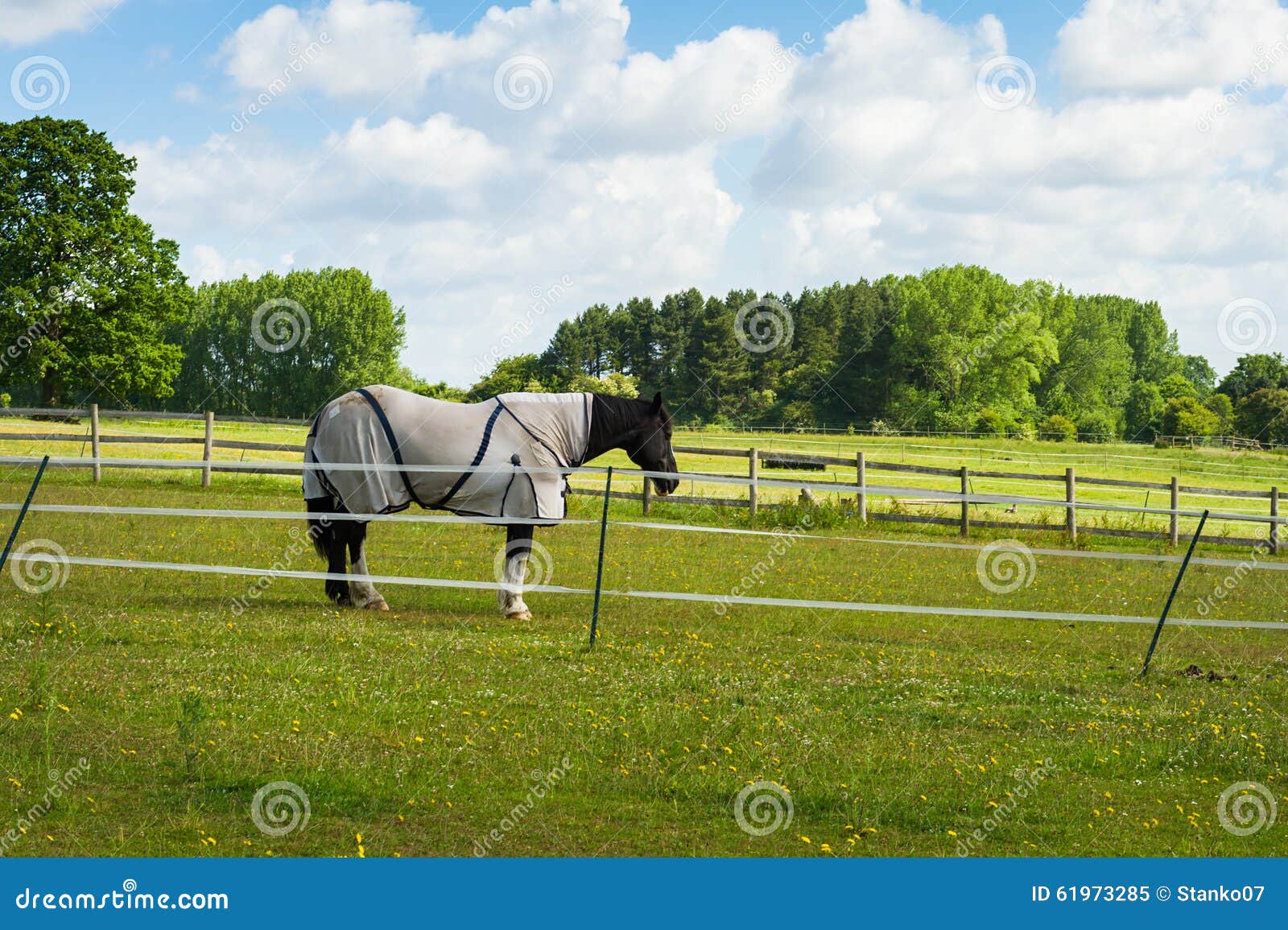 Horse in corral stock image. Image of green, english - 61973285
