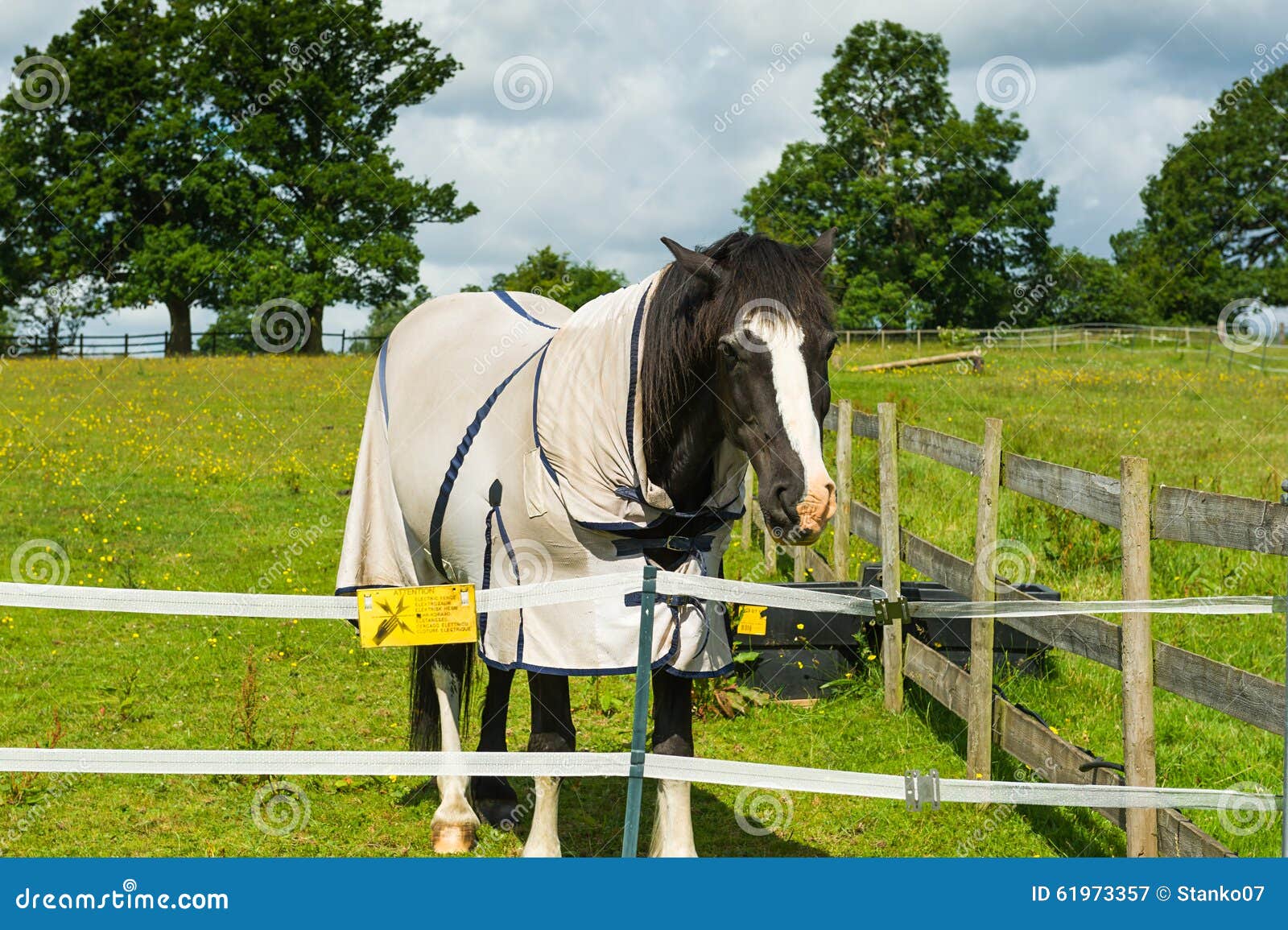 Horse in corral stock image. Image of equestrianism, hobby - 61973357
