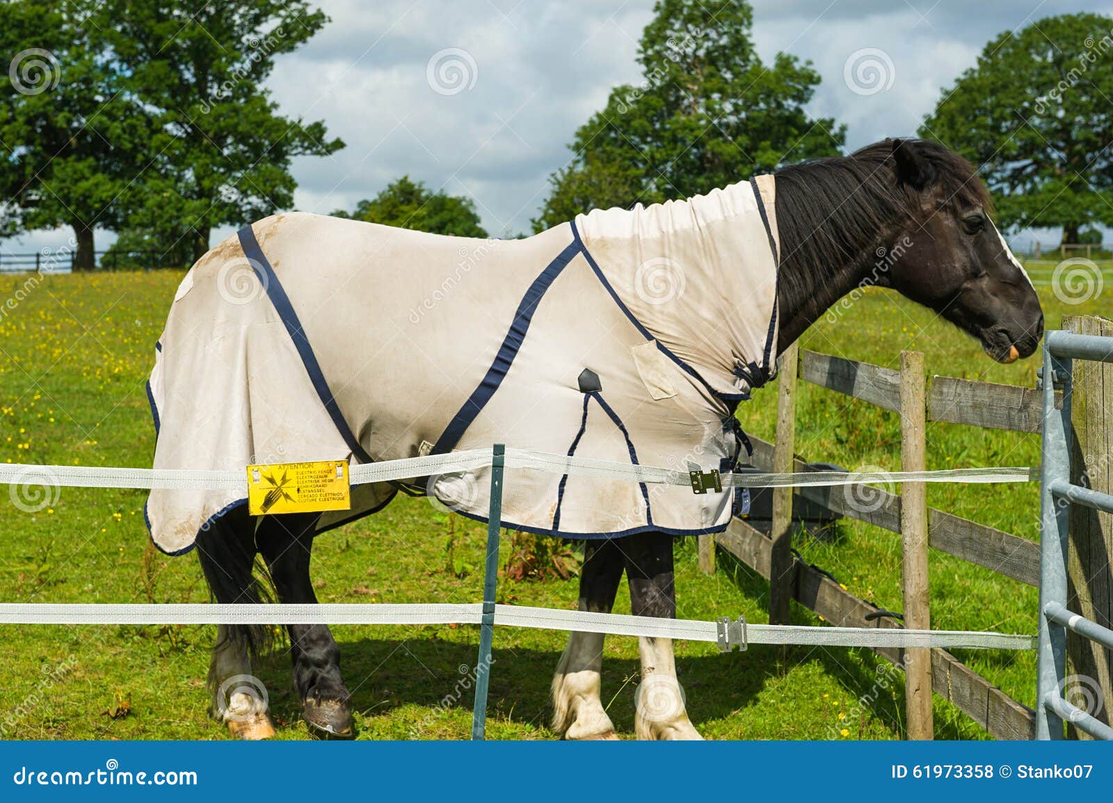 Horse in corral stock photo. Image of hobby, activity - 61973358
