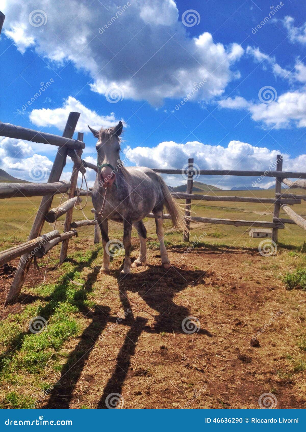 Horse in the corral stock photo. Image of horse, abruzzo - 46636290