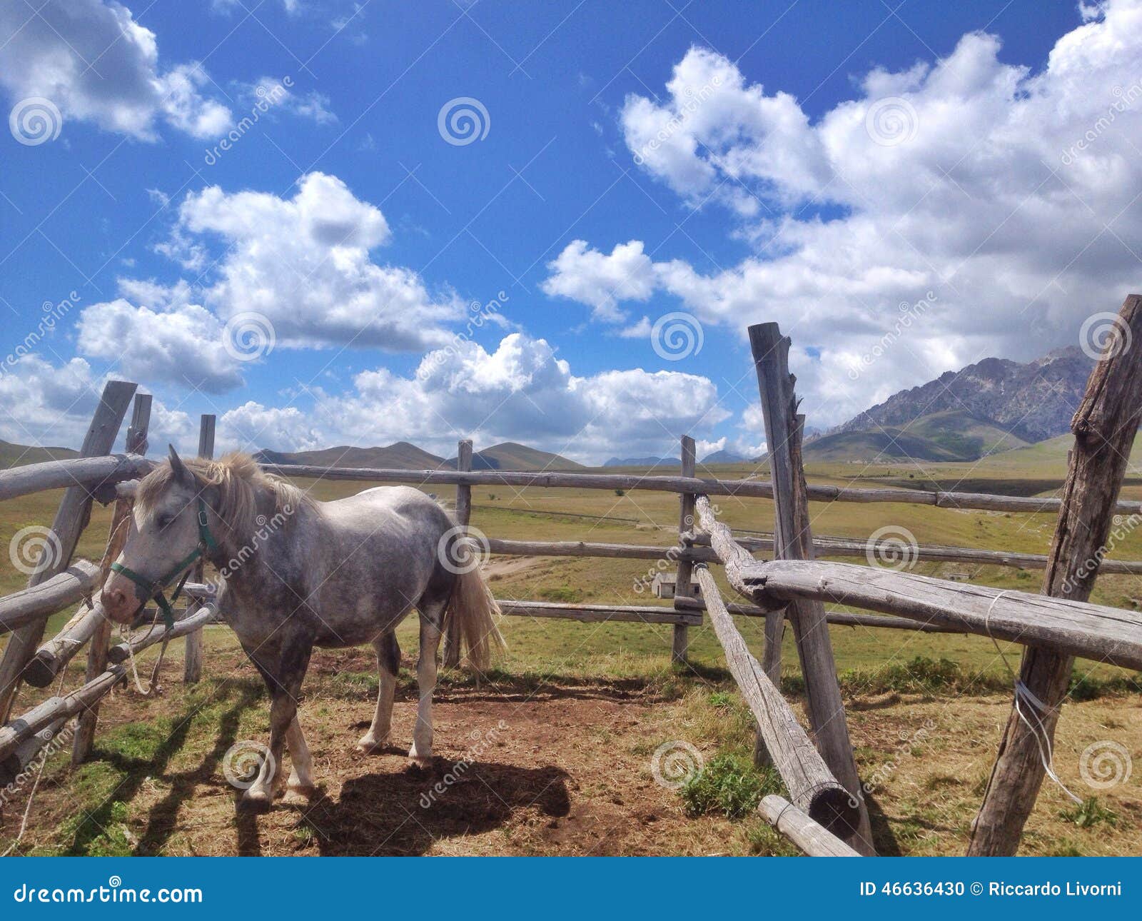 Horse in the corral stock photo. Image of appennini, lifestyle - 46636430