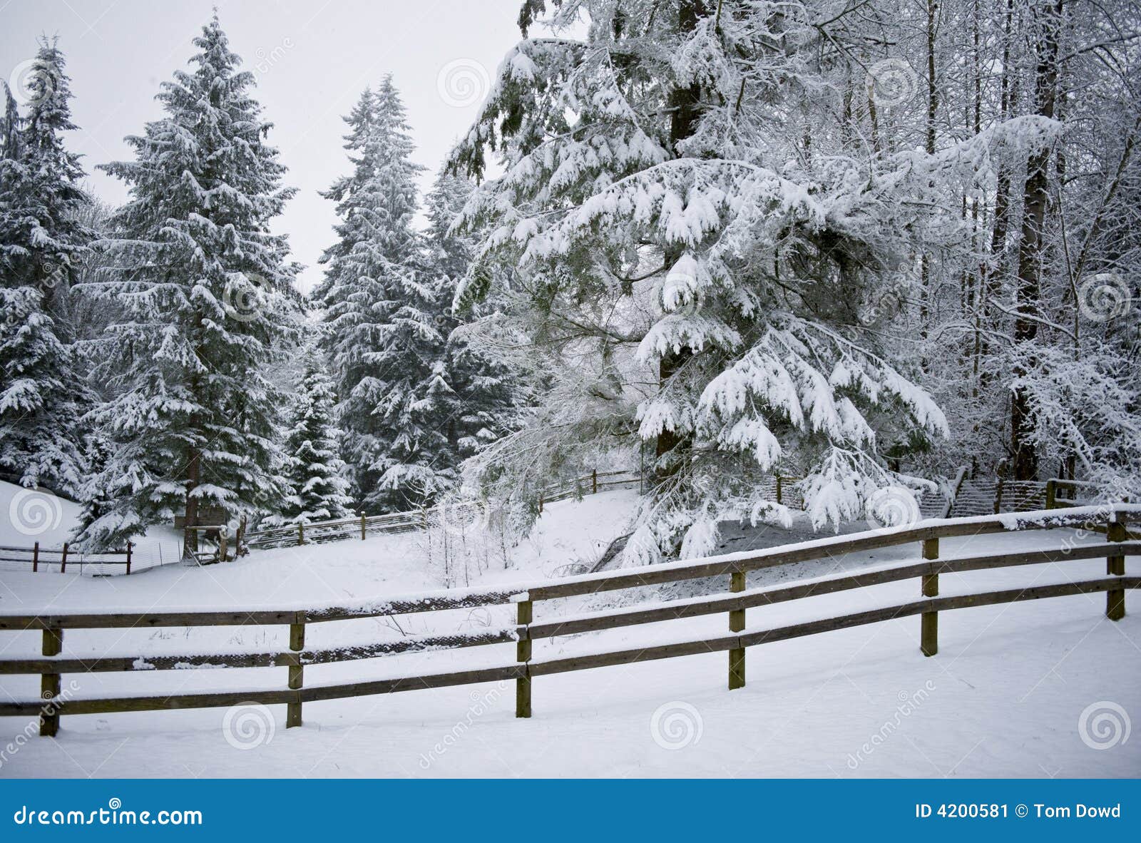 Horse Corral in Winter Snow Stock Image - Image of rail, rails: 4200581