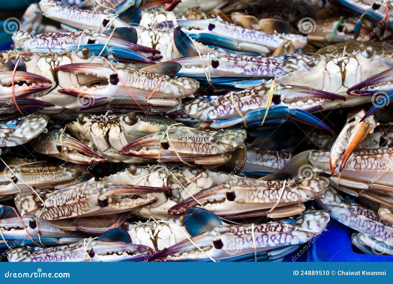 Horse crab stock photo. Image of crab, craw, crayfish - 24889510