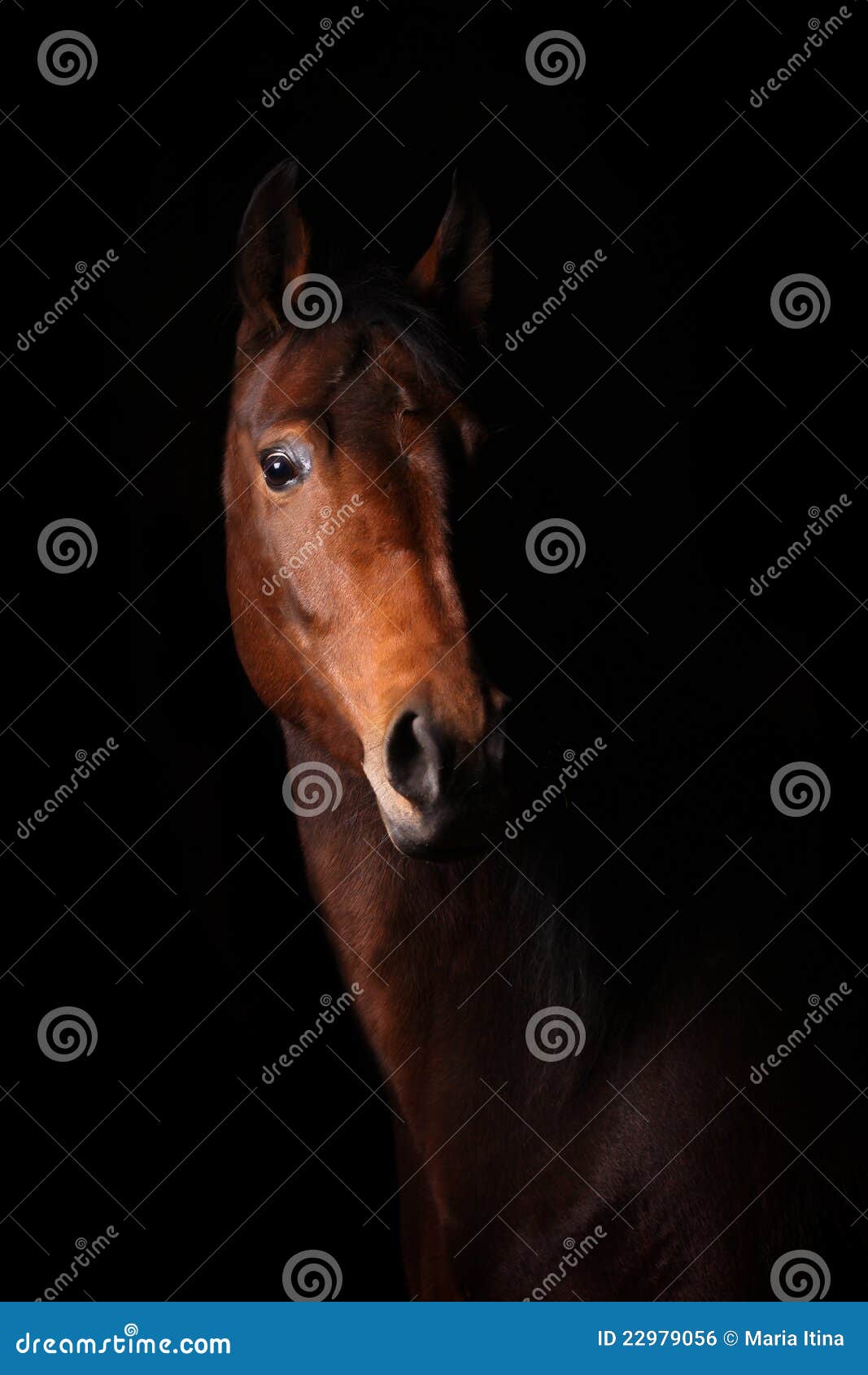 Horse in dark stock photo. Image of equine, dark, mammal - 22979056