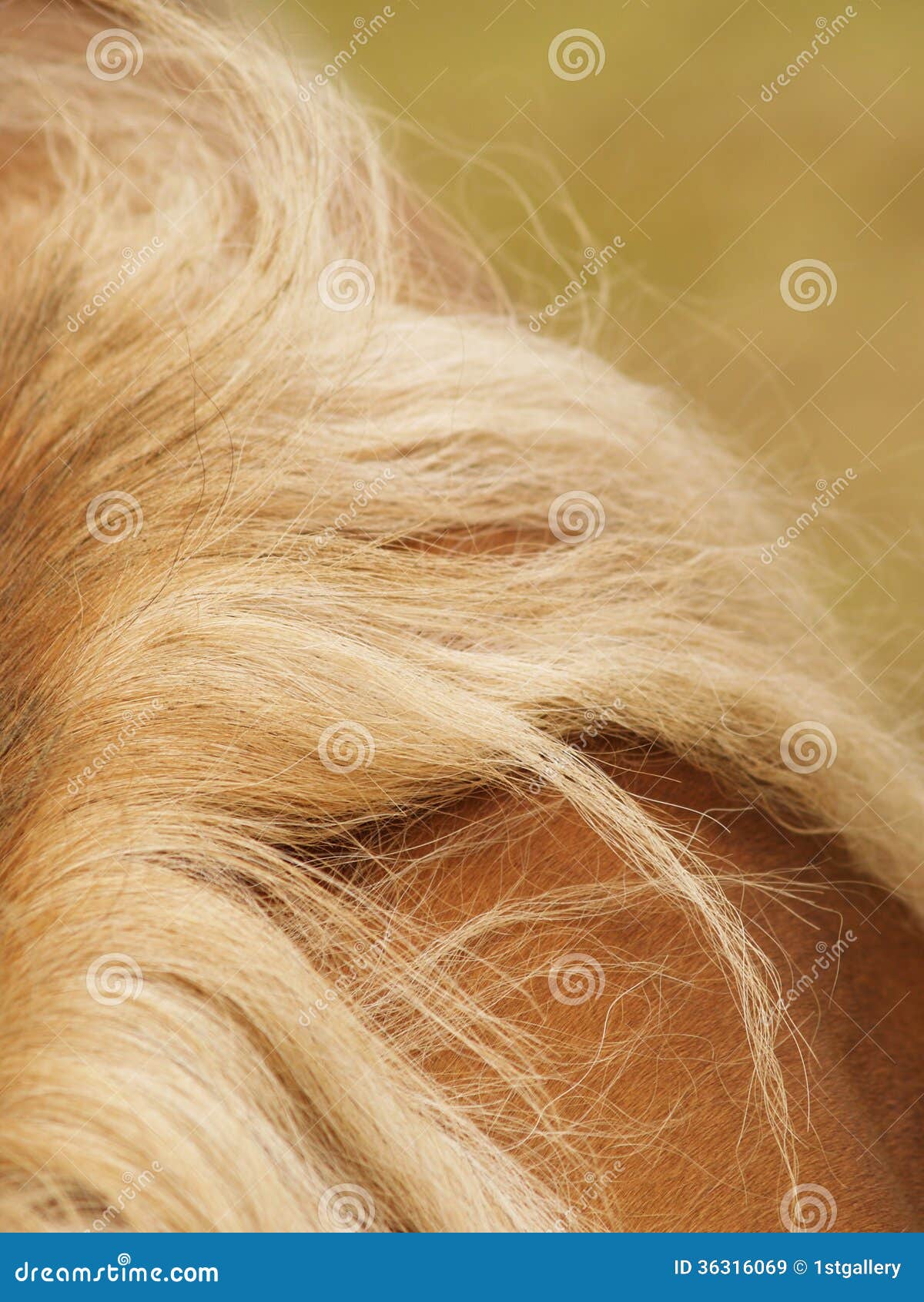 4,850 Horse Detail Mane Stock Photos - Free & Royalty-Free Stock Photos ...