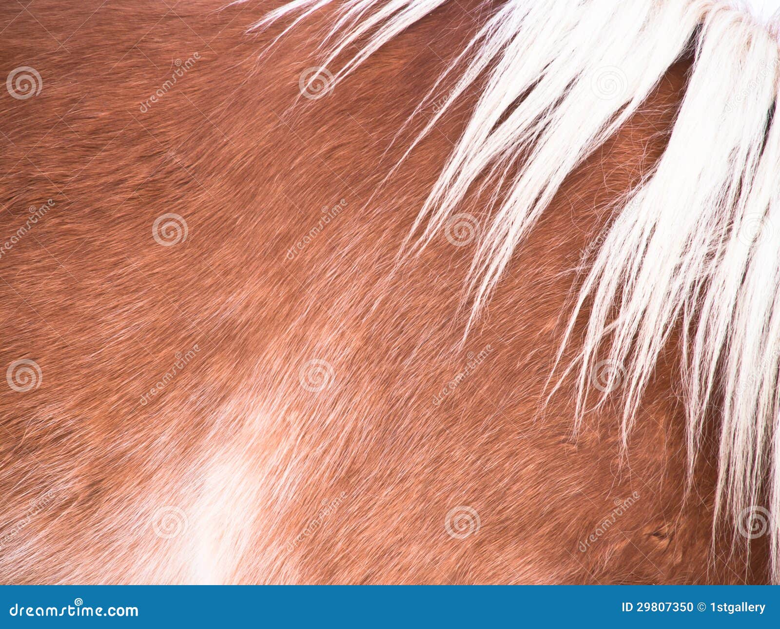 Horse detail (94) stock photo. Image of equine, hair - 29807350