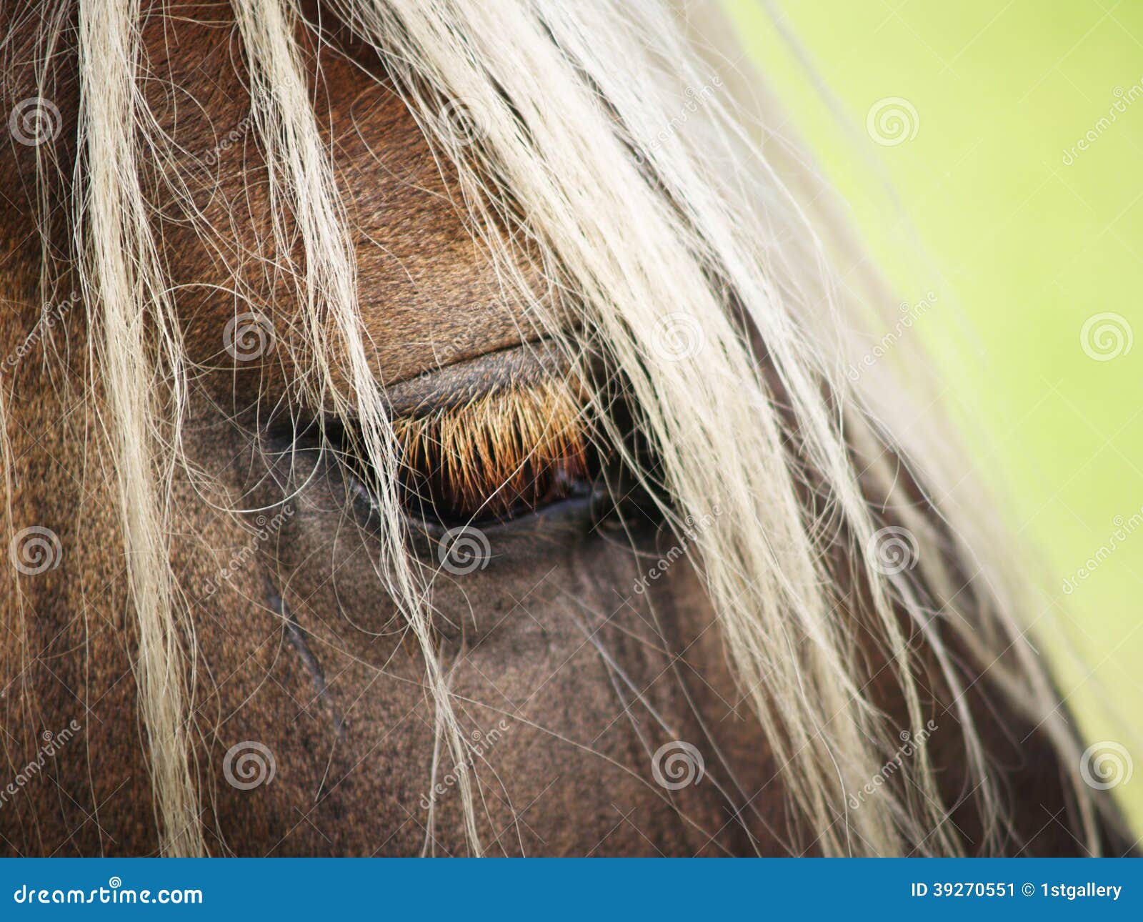 Horse detail (40) stock image. Image of lateral, brown - 39270551