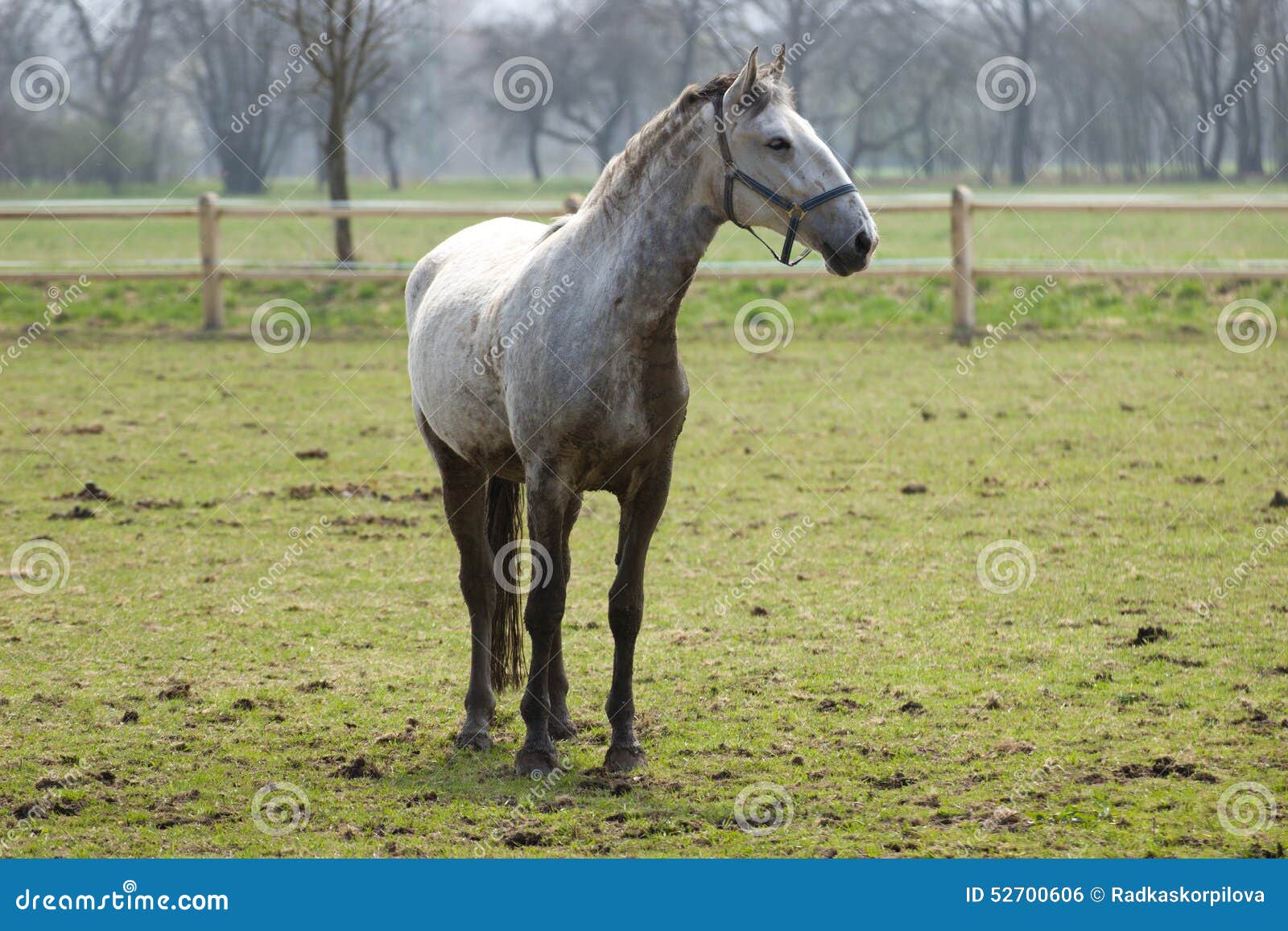 Horse stock photo. Image of stallion, horses, dirty, nature - 52700606