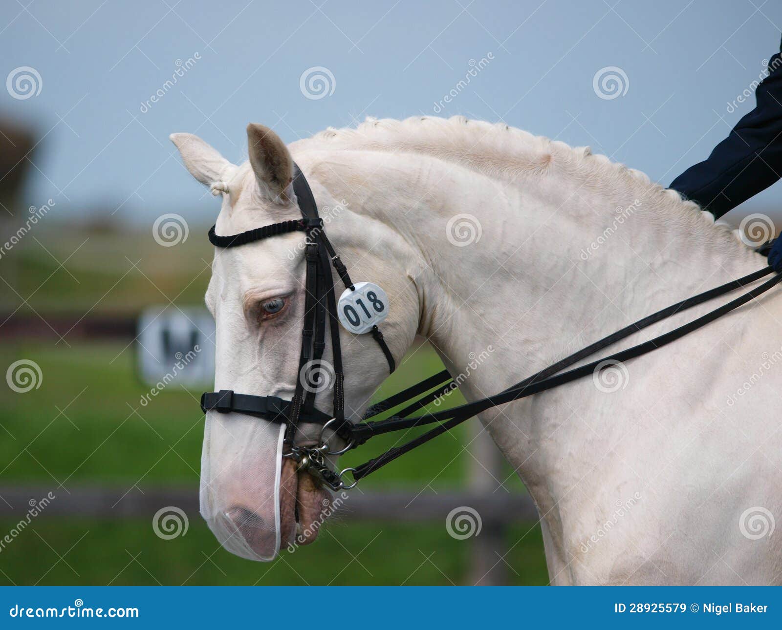Horse Doing Dressage stock image. Image of dressage, riding - 28925579