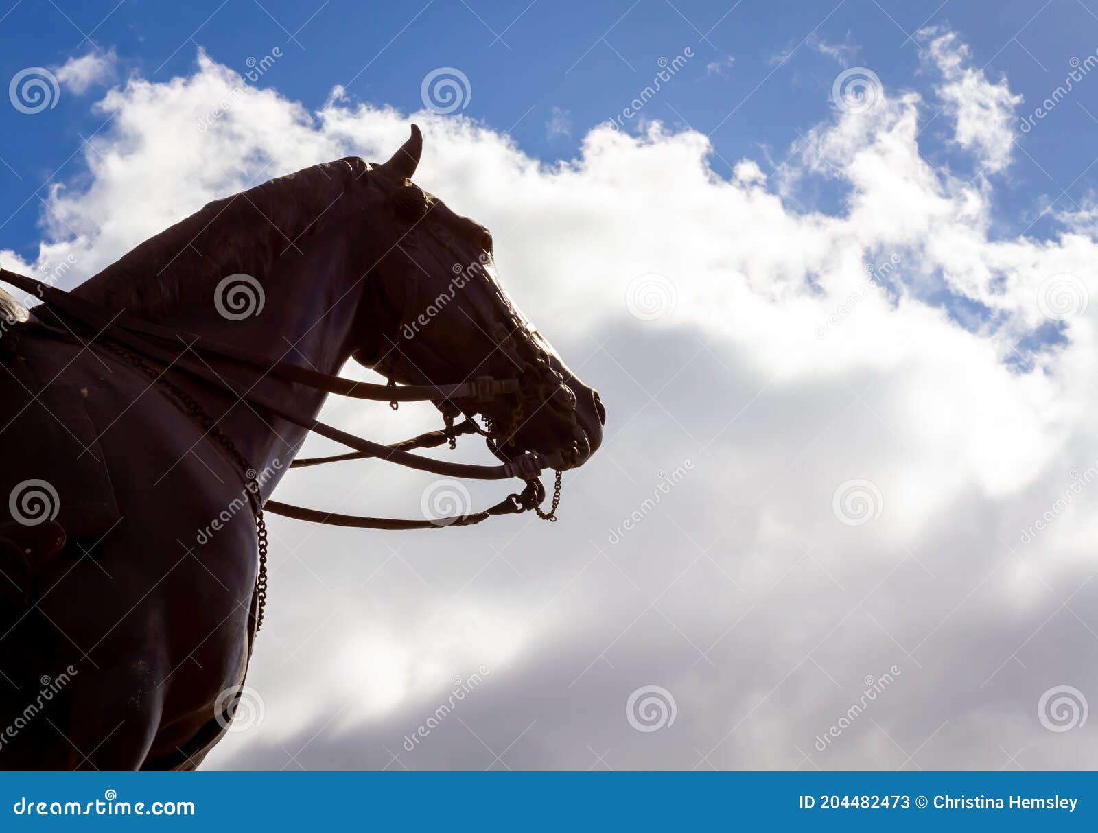 Horse with a double bit stock image. Image of aware - 204482473