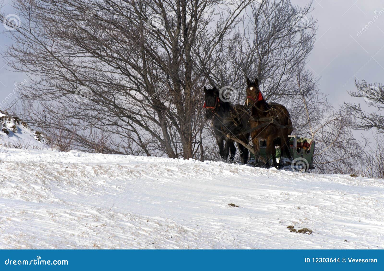 Horse drawn sleigh stock photo. Image of winter, riding - 12303644