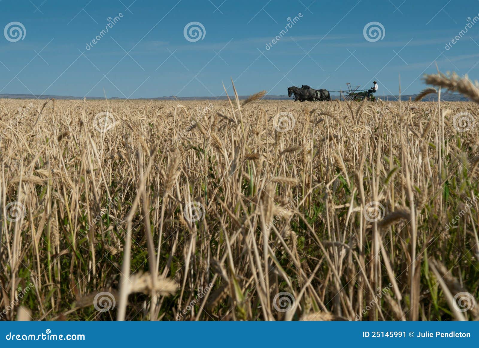 Horse drawn swath stock image. Image of shoshone, swather - 25145991