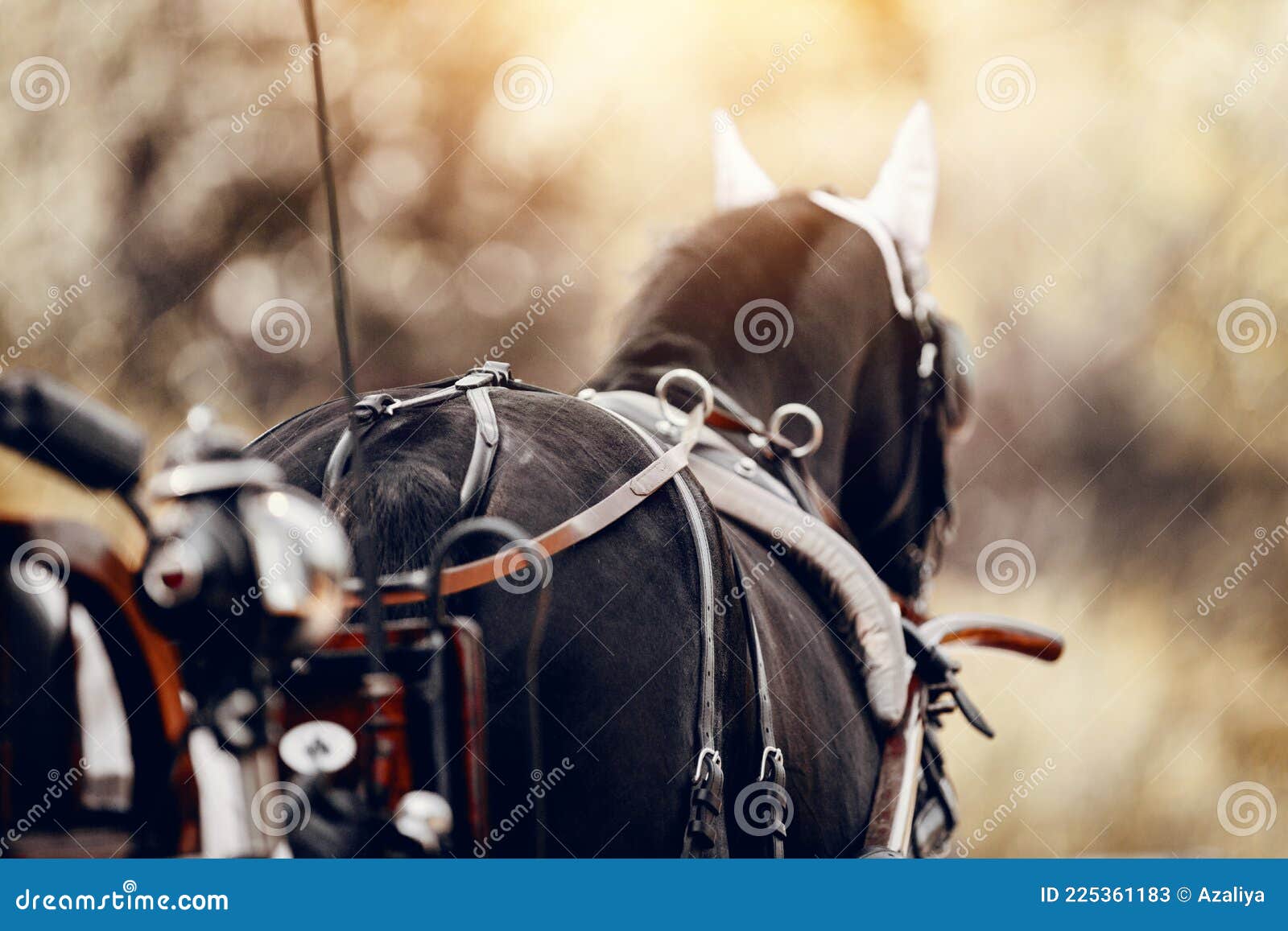 The Back of the Horse Harnessed in the Carriage Stock Image - Image of ...