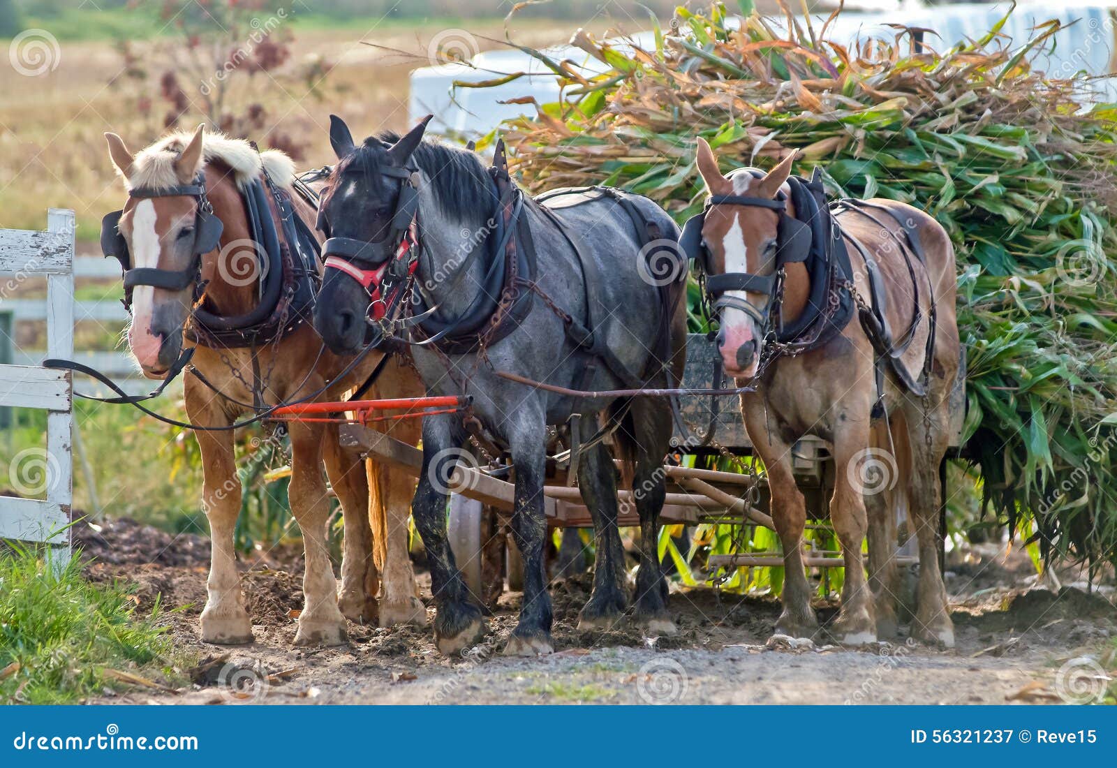 Horse Drawn Wagon Harvesting Corn Stock Image - Image of horses, stalks ...