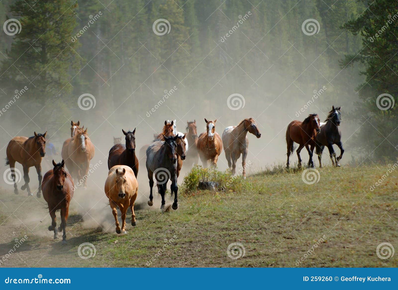 Horse Drive 2 stock photo. Image of trot, west, brown, equestrian - 259260