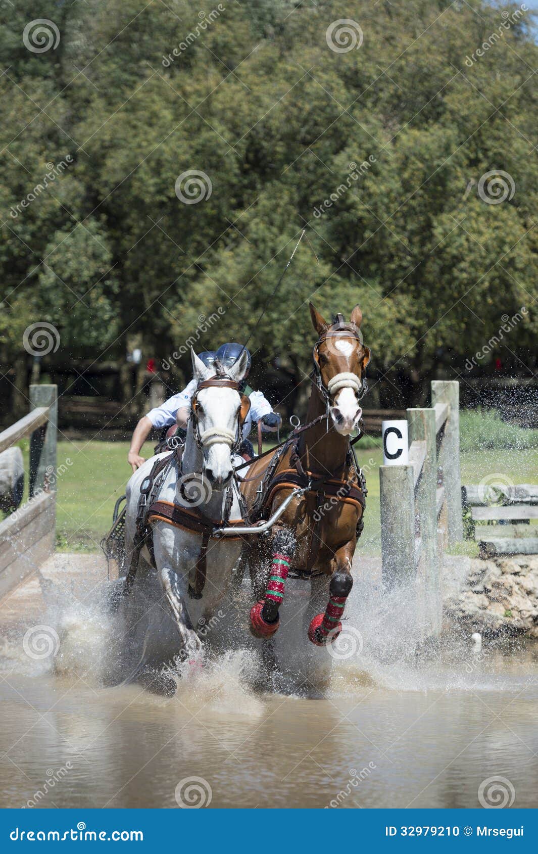 Horse Driving (doubles) stock photo. Image of person - 32979210