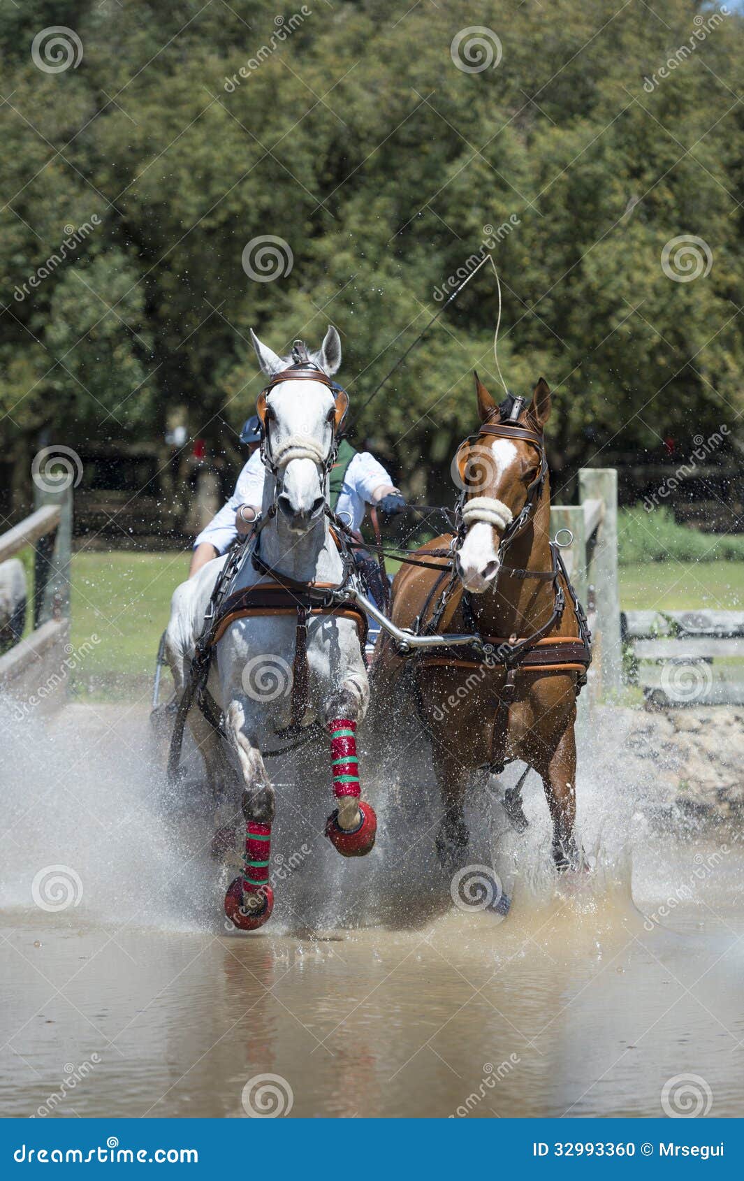 Horse Driving (doubles) stock photo. Image of navigating - 32993360
