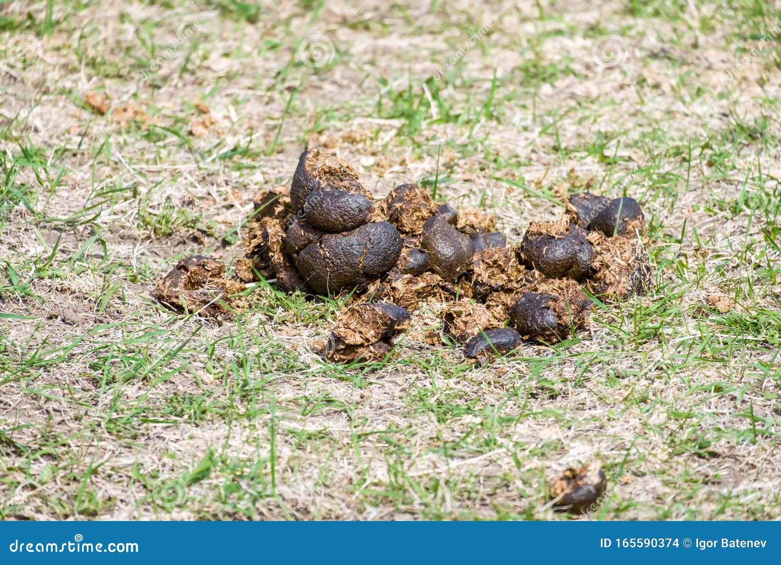 Horse Droppings on the Grass. Stock Photo - Image of animal, farm ...