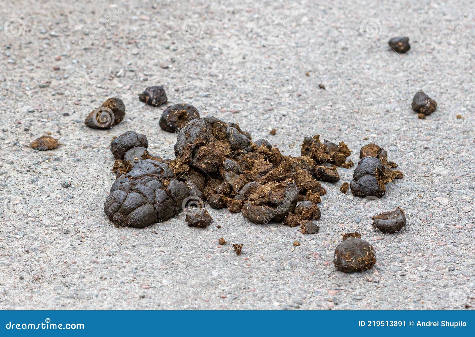 Horse Droppings on the Road. Stock Image - Image of smelly, fertilizer ...