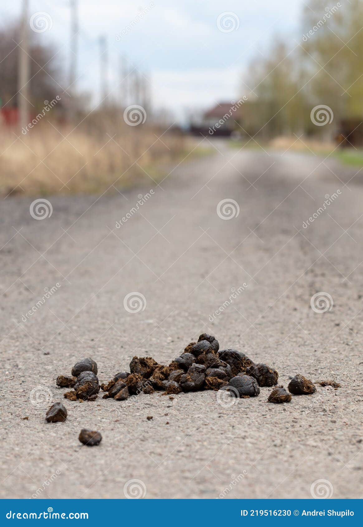 Horse Droppings on the Road. Stock Photo - Image of green, road: 219516230