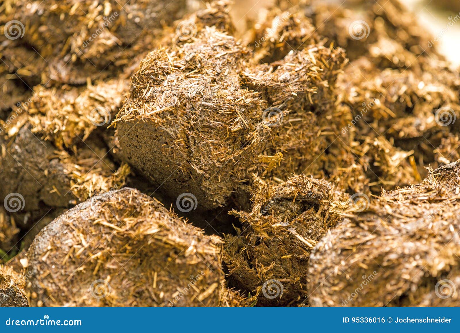 Horse dung, closeup stock photo. Image of metaphor, brown - 95336016