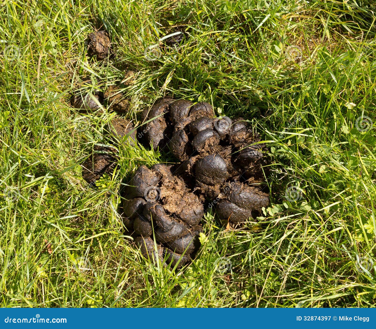 Horse dung stock image. Image of dung, grass, heap, freshness - 32874397
