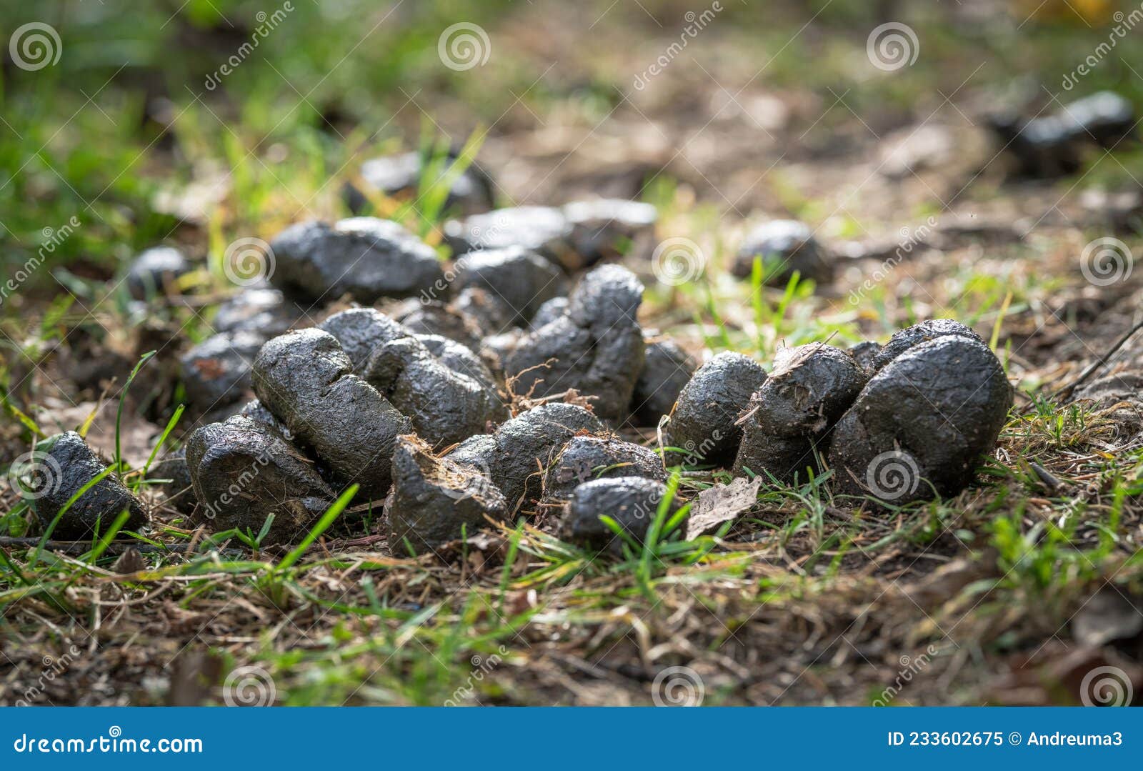 Horse dung on the ground stock image. Image of agriculture - 233602675