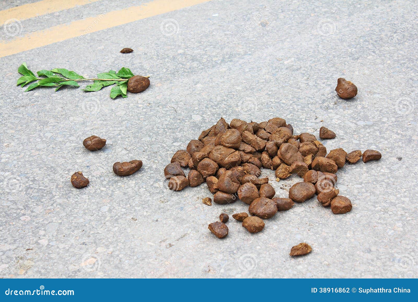 Horse Dung Or Manure. Stock Photo | CartoonDealer.com #32853174