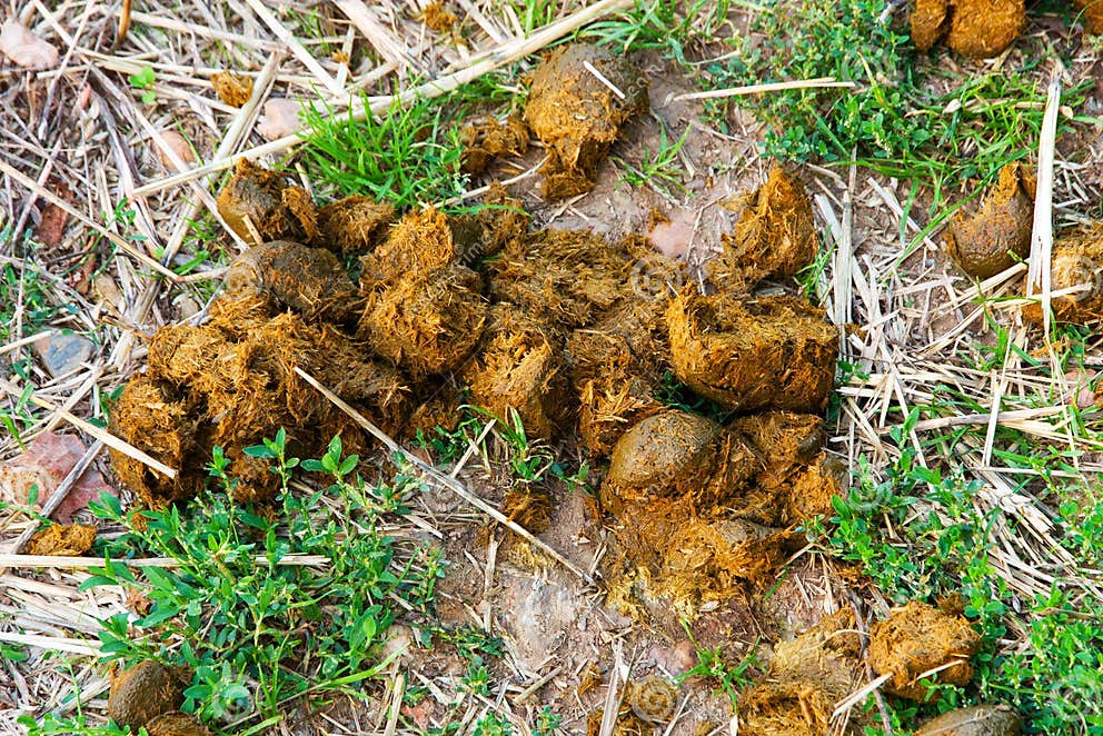Horse dung stock photo. Image of animal, fertilizer, natural - 58641638