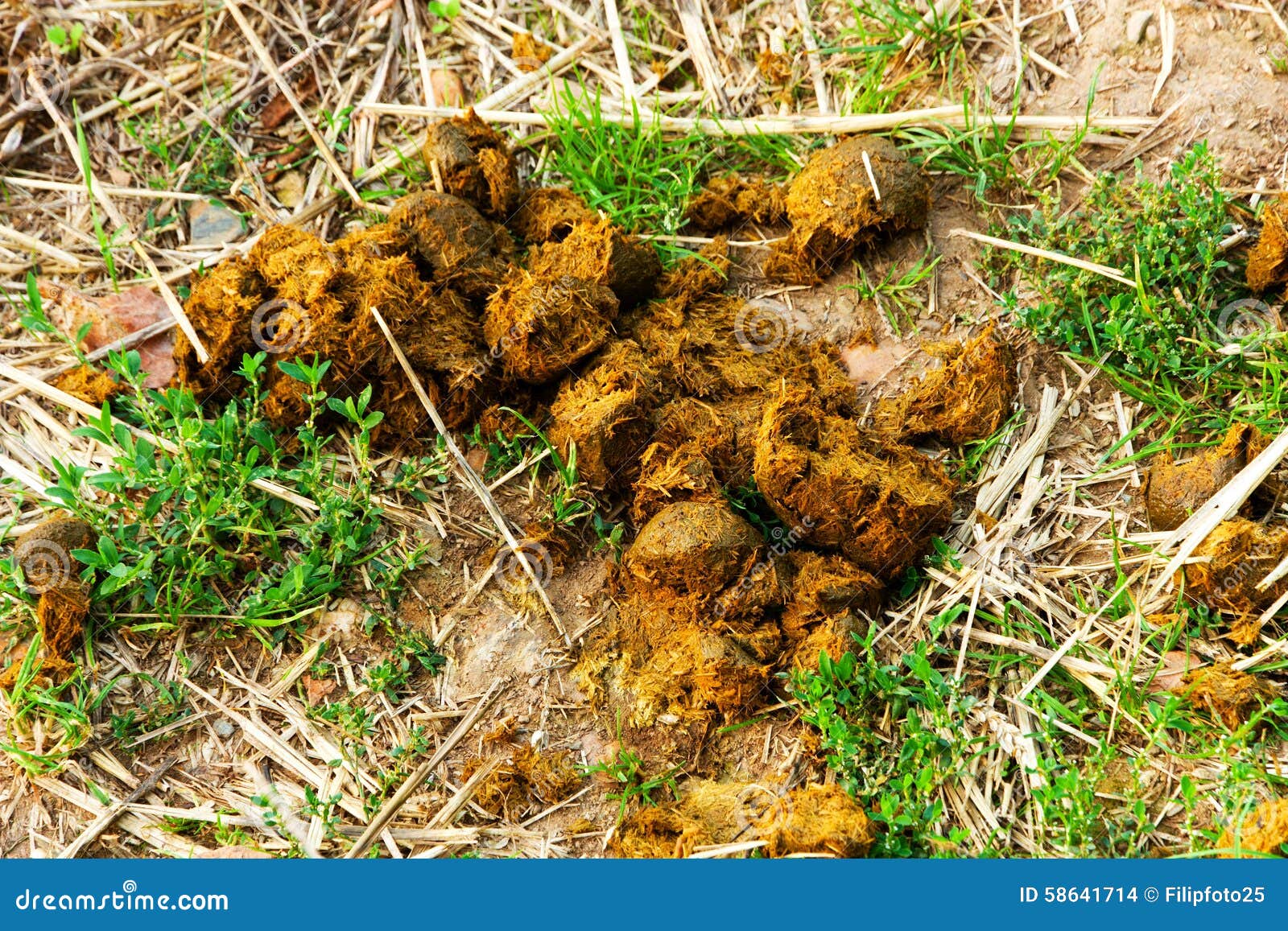 Horse dung stock photo. Image of manure, excretion, cattle - 58641714
