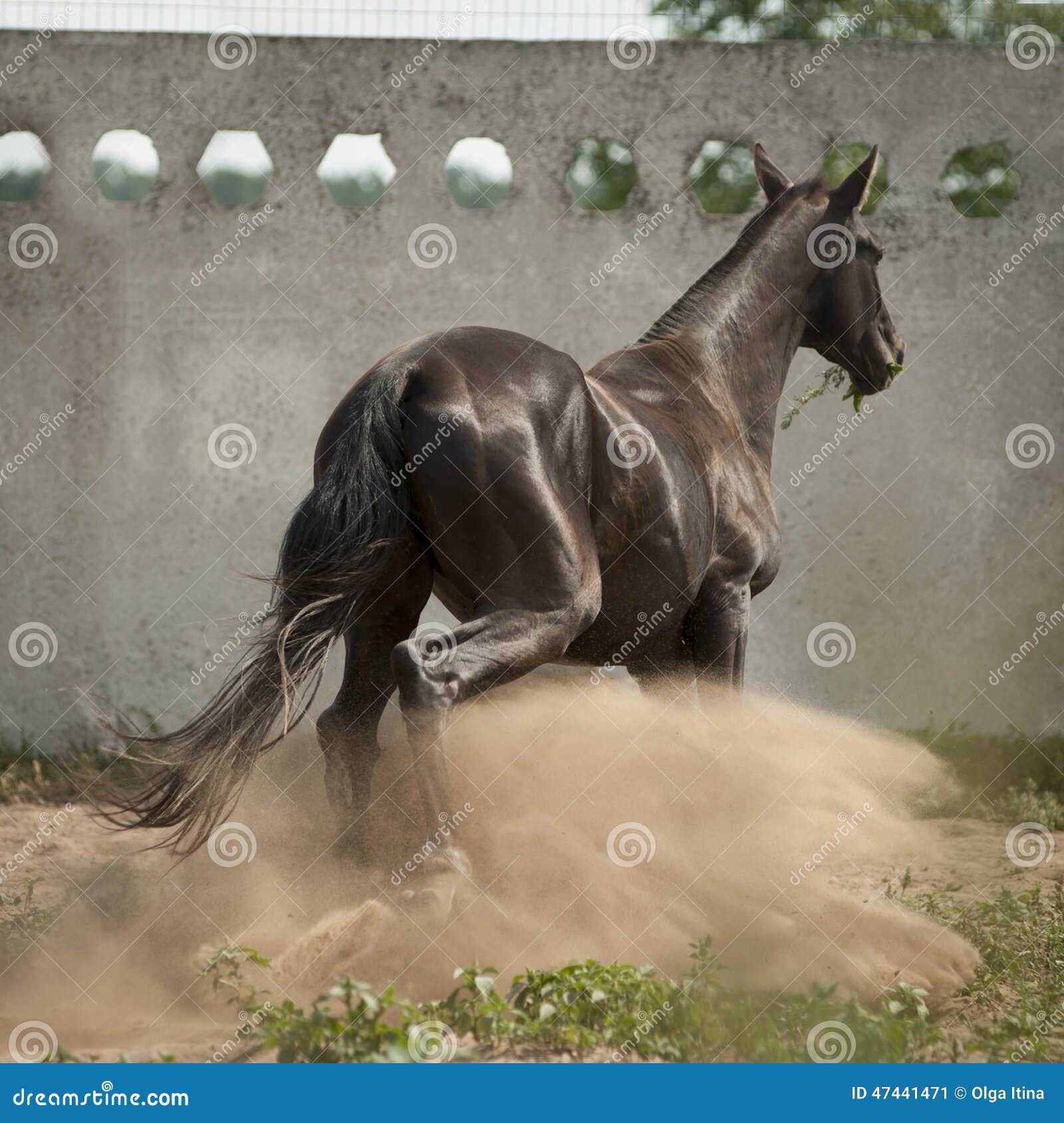 Horse in dust stock image. Image of emotions, animal - 47441471