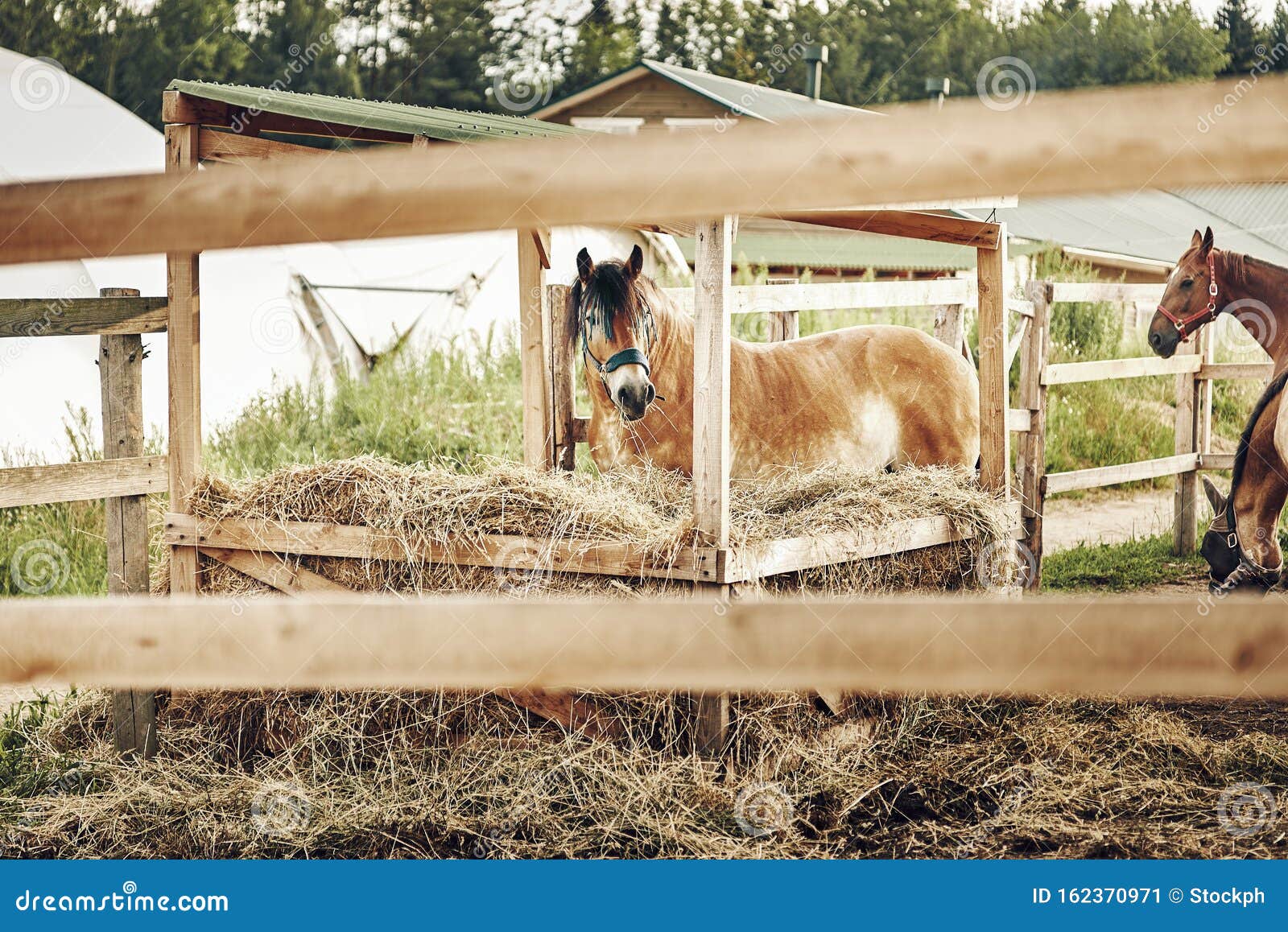 Horse Eat Hay in Farm Stable Stock Image - Image of eating, breed ...