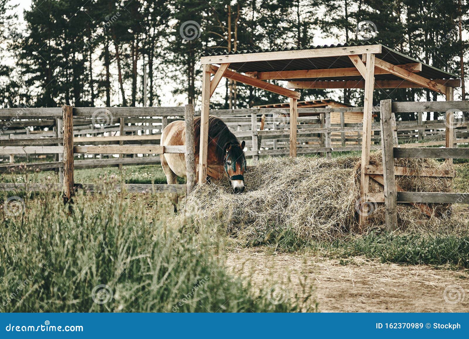 Horse Eat Hay in Farm Stable Stock Image - Image of animal, pony: 162370989