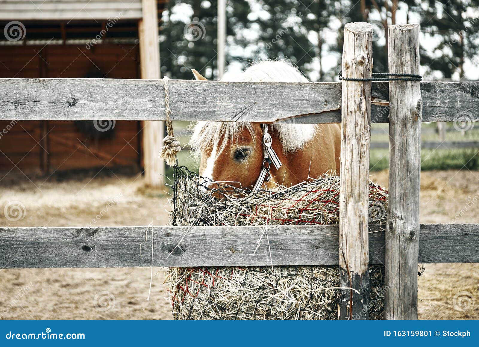 Horse Eat Hay in Farm Stable. Stock Image - Image of head, feed: 163159801