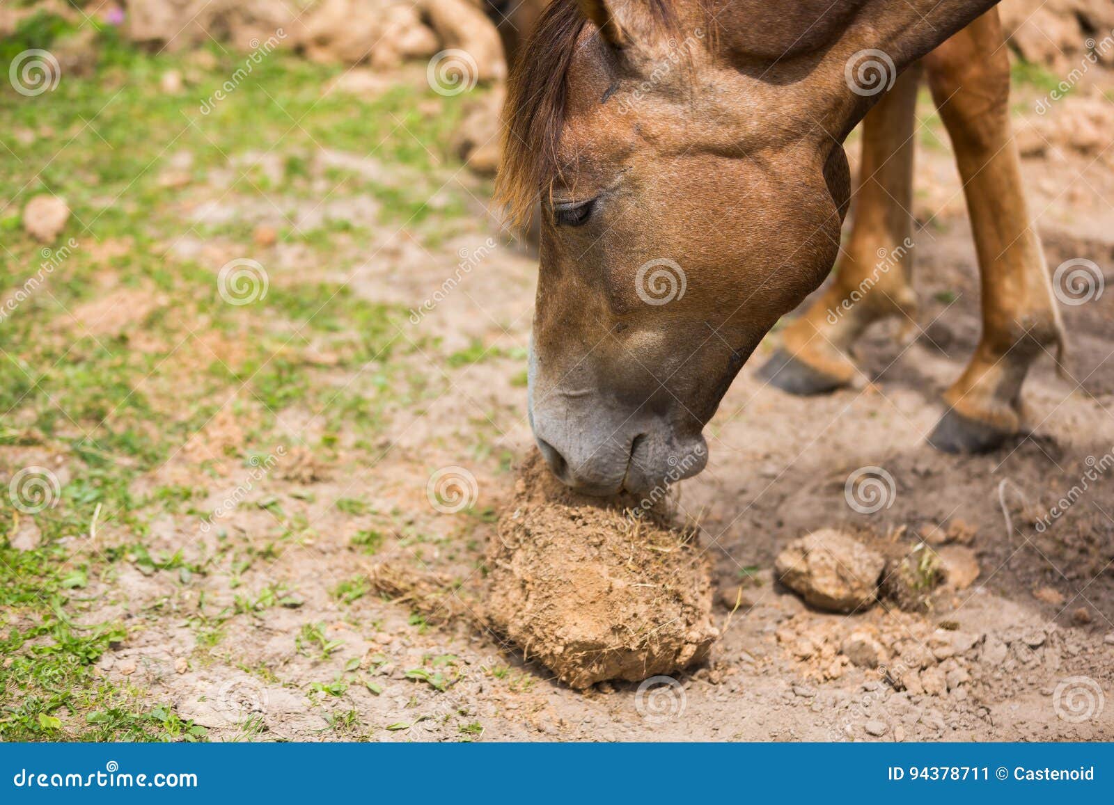 Horse eat roots stock image. Image of head, mammal, farm - 94378711