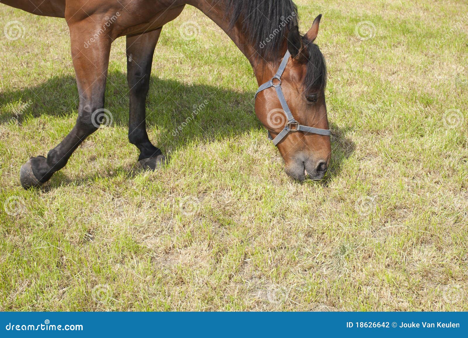Horse is eating stock photo. Image of animal, europe - 18626642